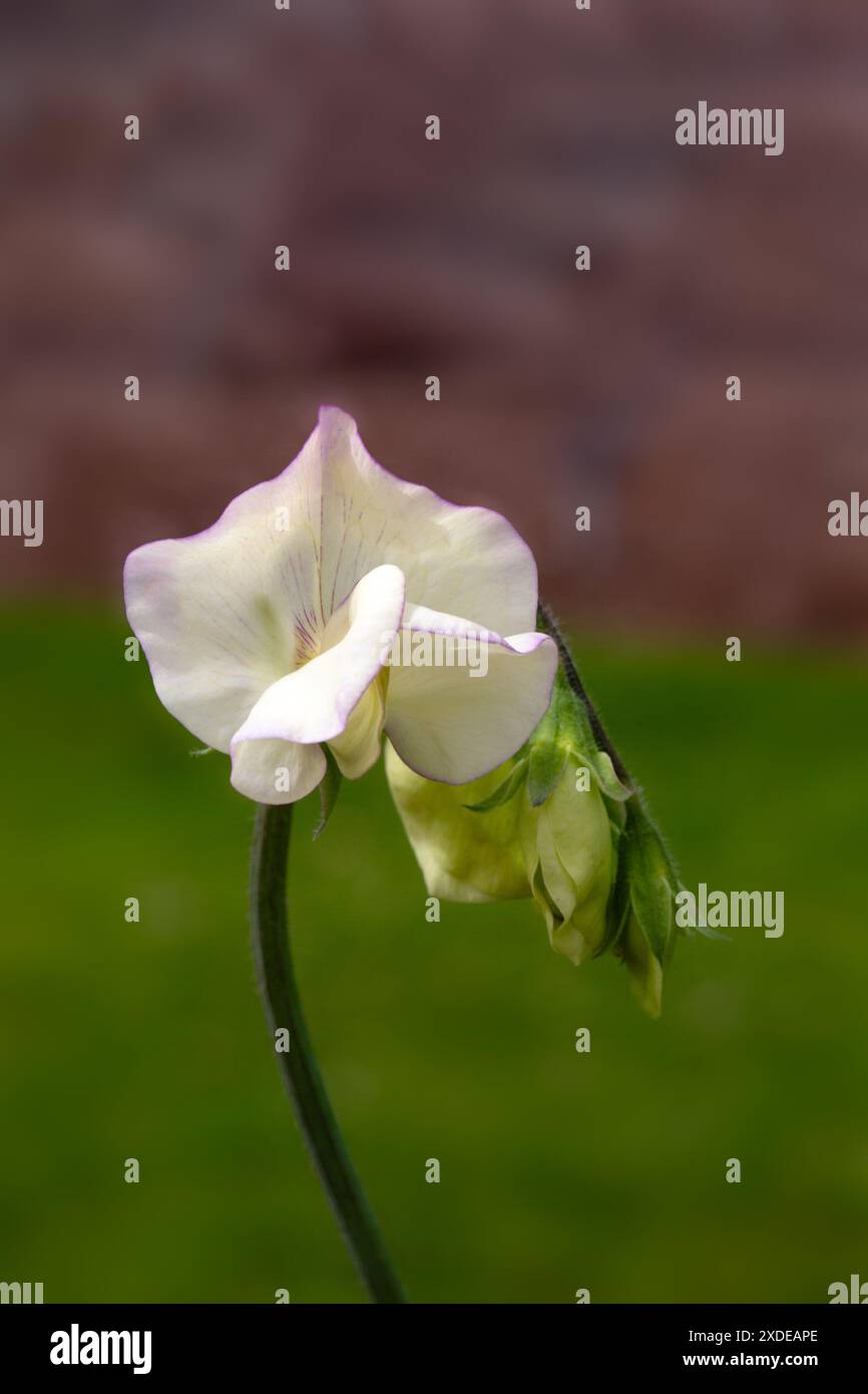 Closeup of flowers of Sweet Pea Lathyrus odoratus 'high scent' in a ...