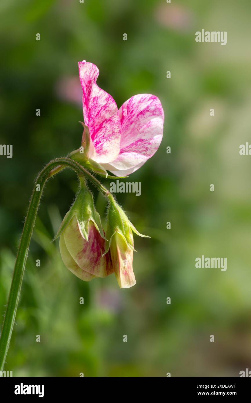 Cl20240605 hi-res stock photography and images - Alamy