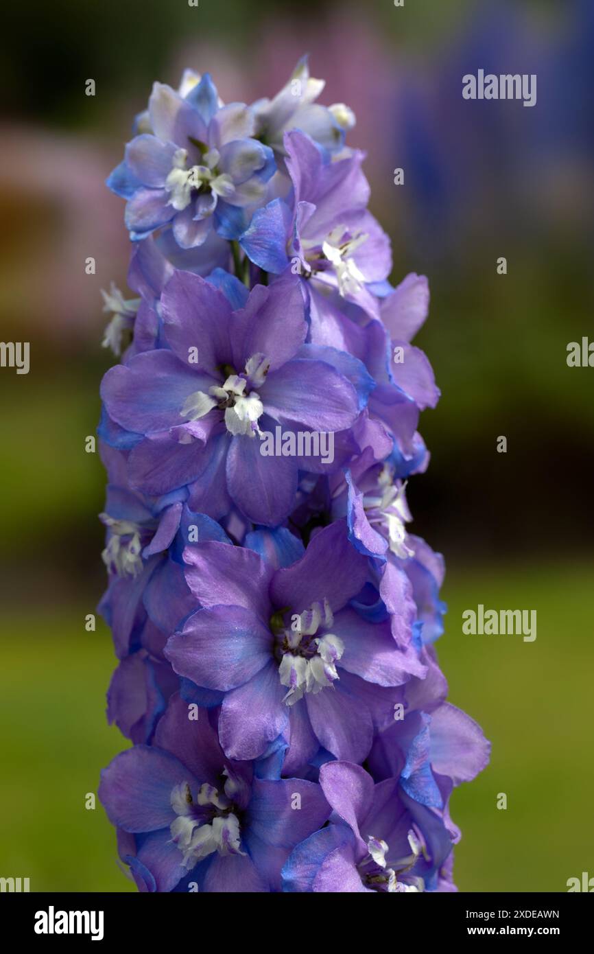 Delphinium centurion lilac blue hi-res stock photography and images - Alamy