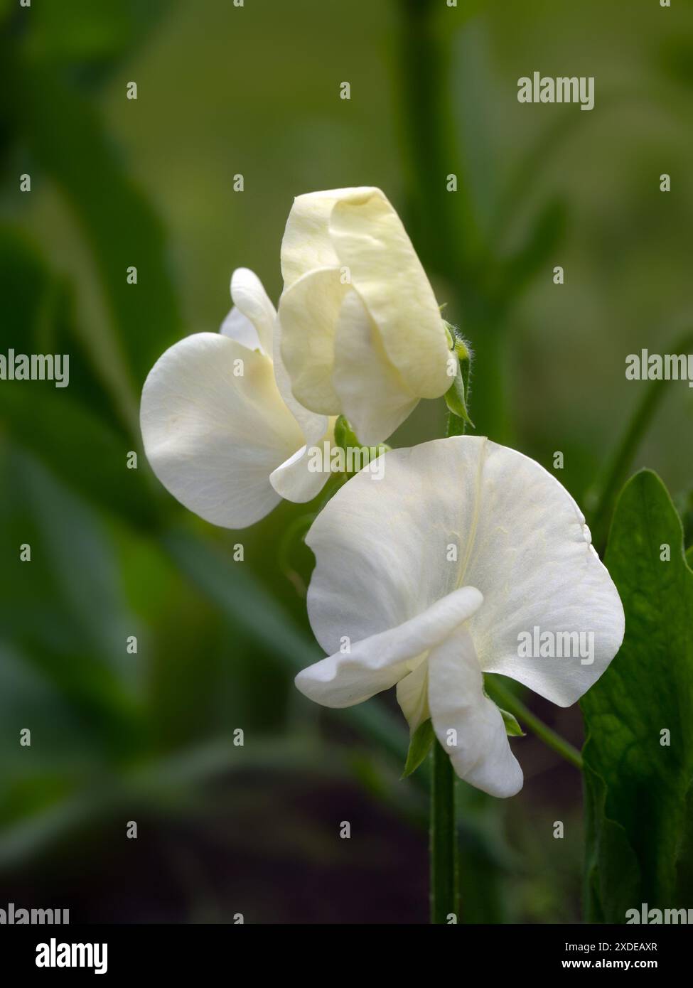Sweet pea mrs collier hi-res stock photography and images - Alamy
