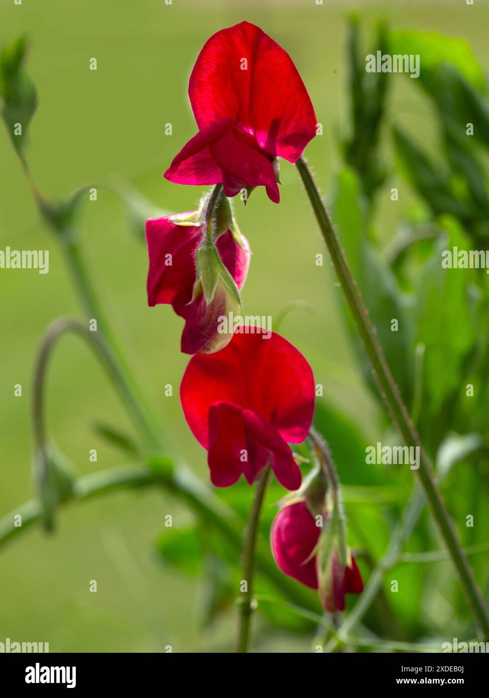 King edward vii sweet pea hi-res stock photography and images - Alamy