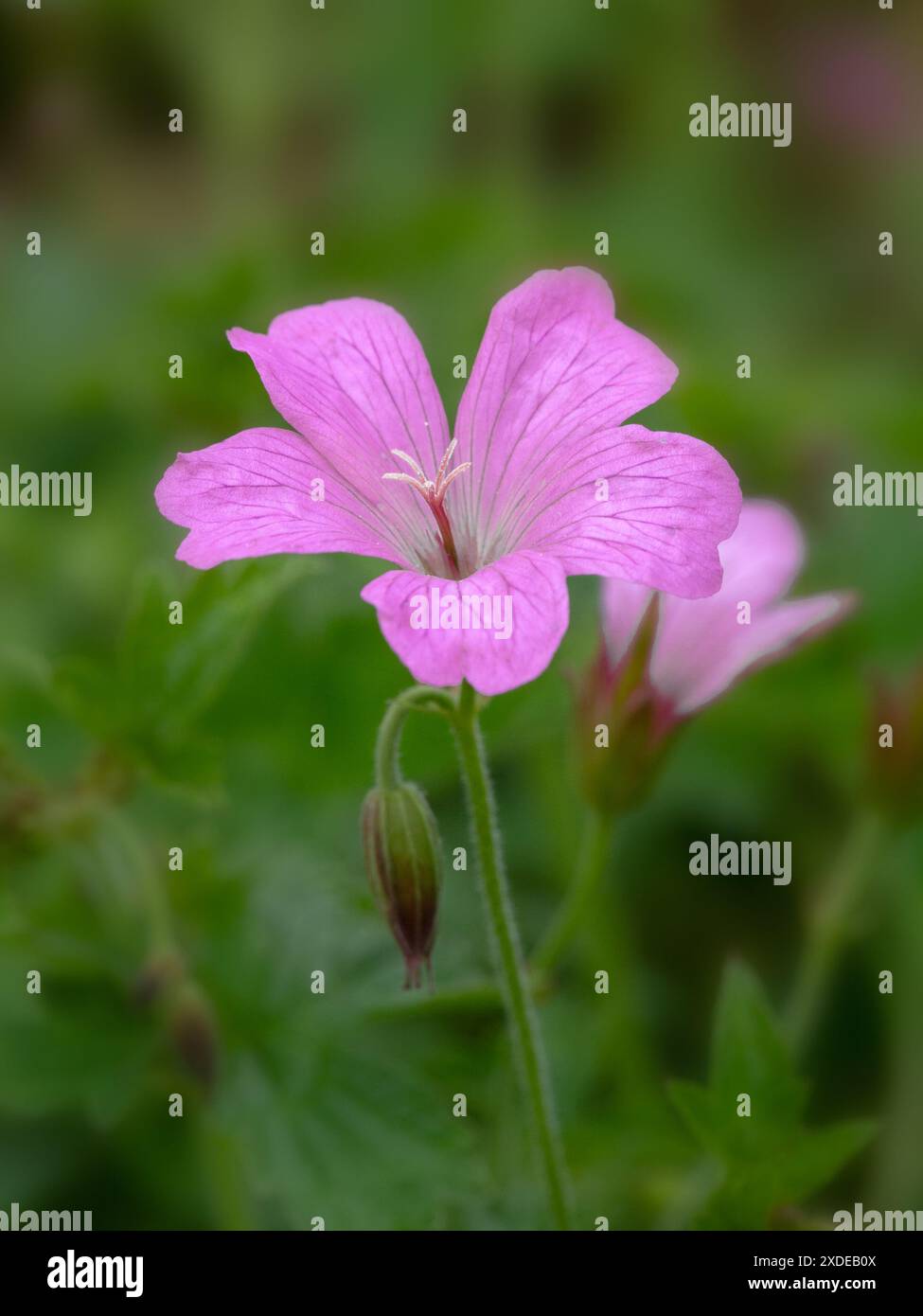 Closeup of single flower of cranesbill (Geranium × oxonianum 'Wargrave ...