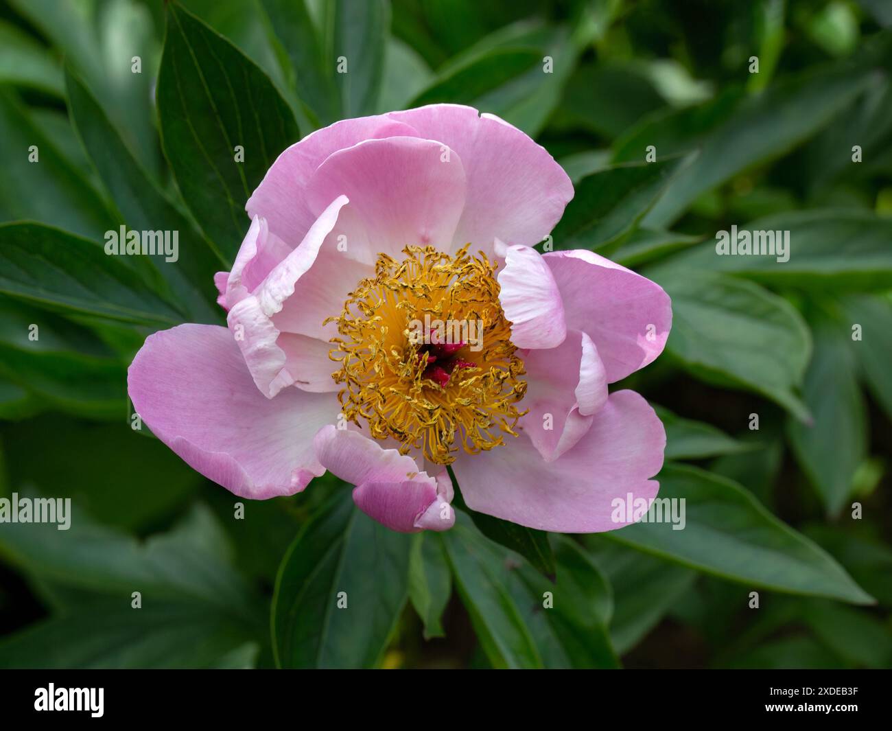 Closeup of single flower of peony (Paeonia lactiflora 'Nymphe') in a ...
