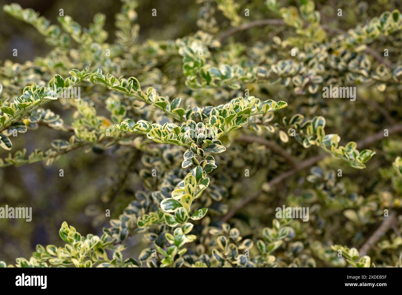 Closeup of foliage of Azara microphylla 'Variegata' in a garden in ...
