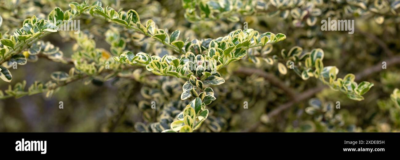 Panorama of foliage of Azara microphylla 'Variegata' in a garden in ...