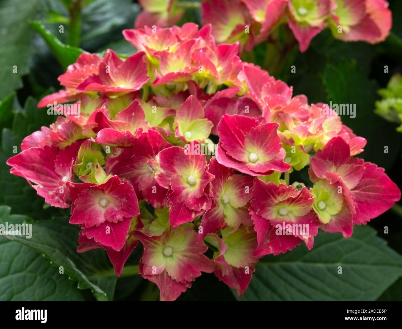 Hortensia hydrangea macrophylla family hi-res stock photography and ...