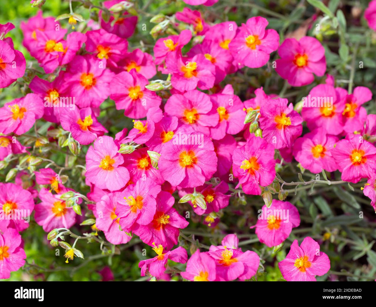 Flowers of rock rose (Helianthemum 'Ben Hope') in a garden in early ...