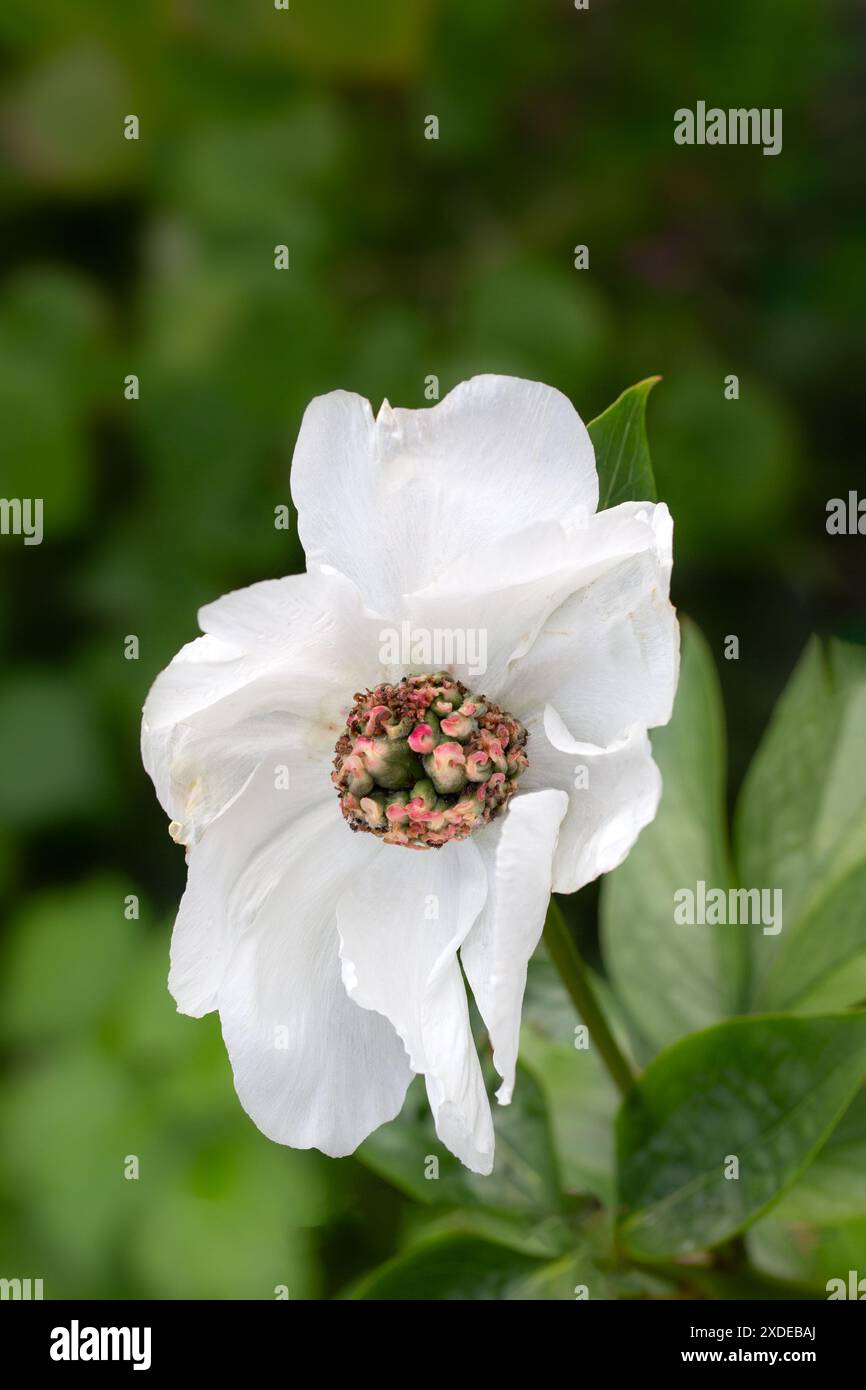 Closeup of single flower of Peony (Paeonia 'White Innocence') in a ...