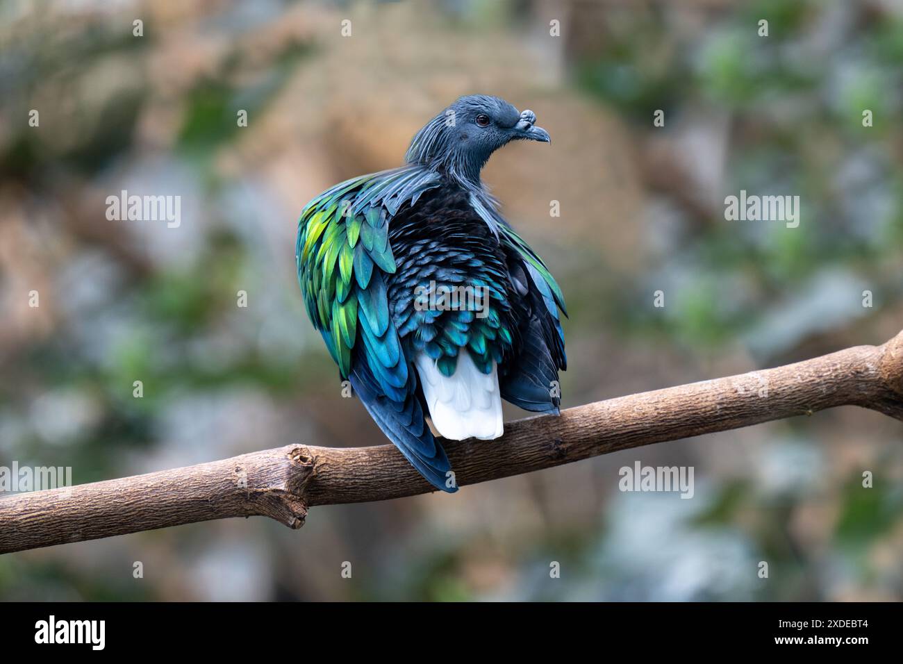 Nicobar Pigeon (Caloenas nicobarica), adult on tree Stock Photo - Alamy