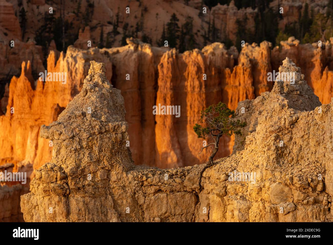Small Tree Begins To Grow Atop Hoodoo In Bryce Canyon Stock Photo - Alamy