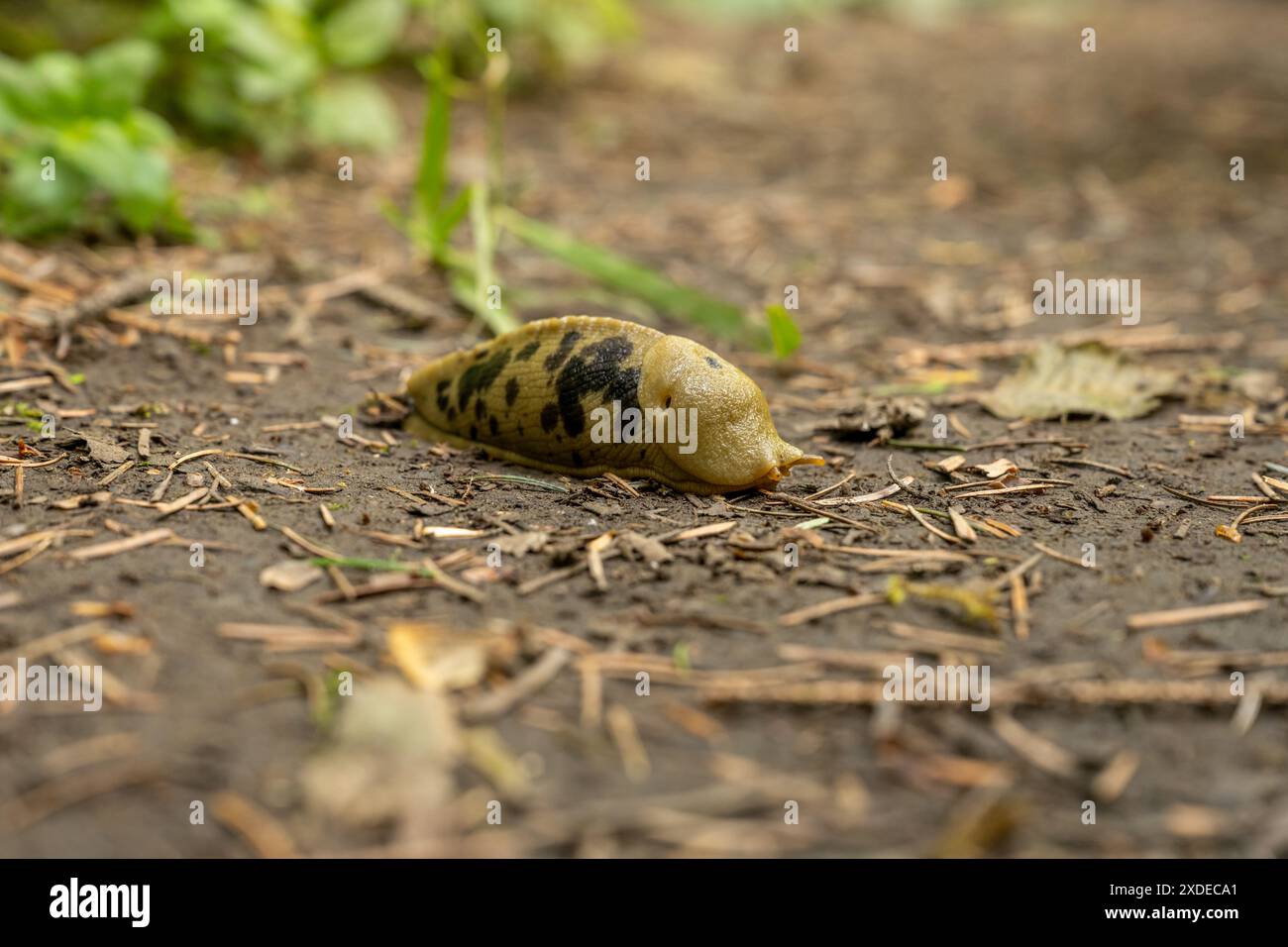 Spotted Banana Slug on Forest Ground in Olympic National Park Stock ...