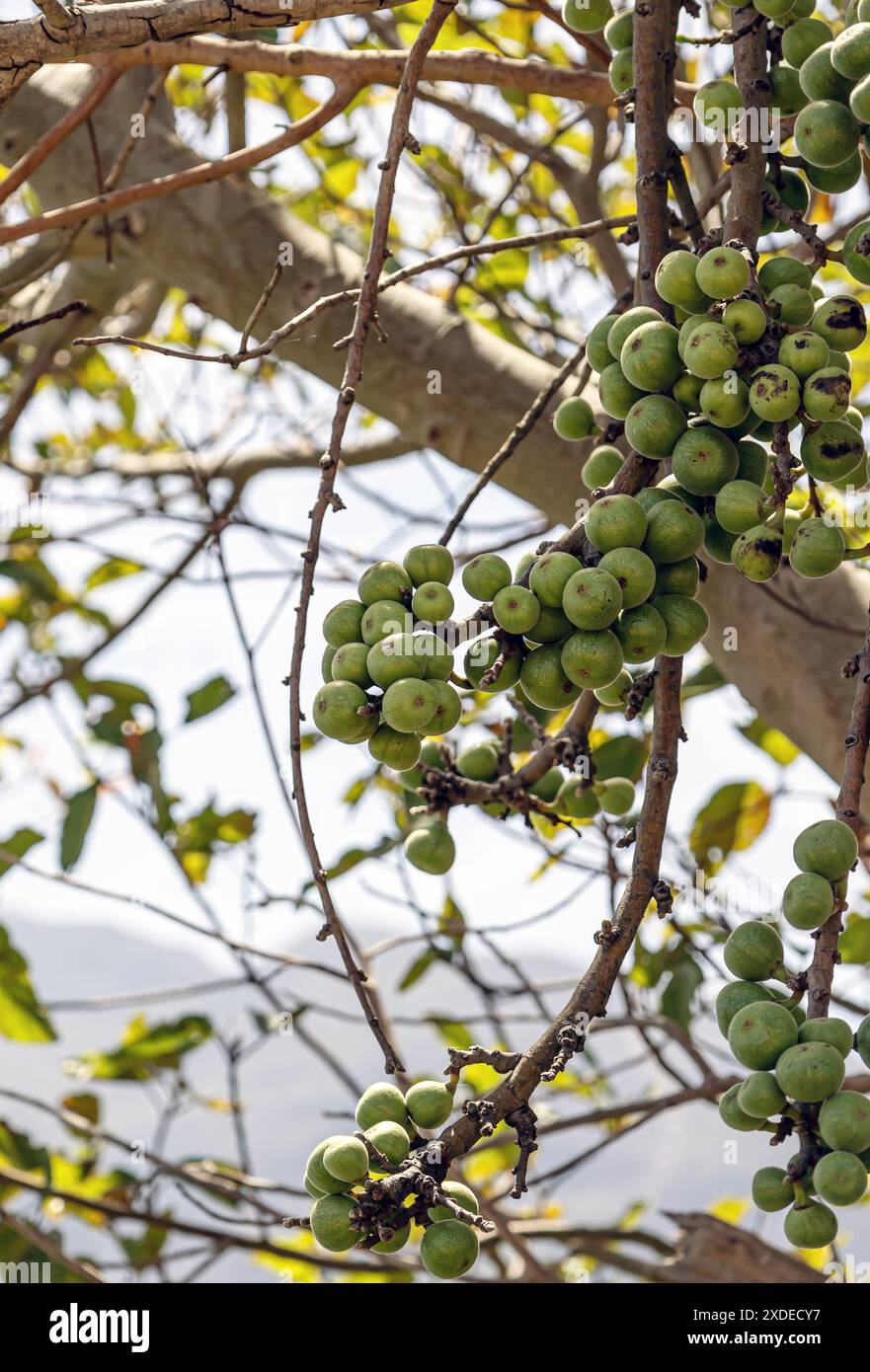 Fruits grow in the wild nature. Green raw figs hanging on fig tree ...
