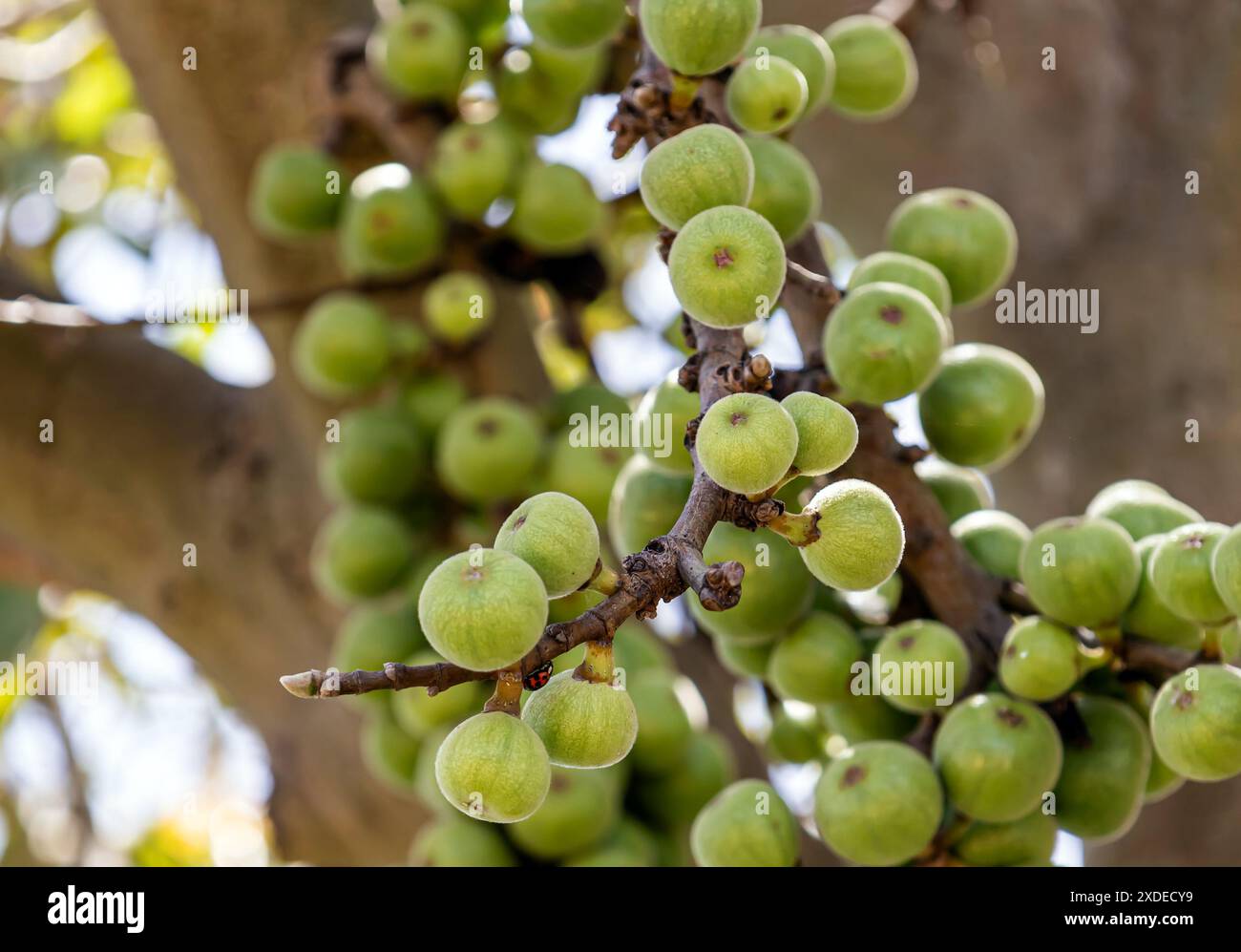 Green raw figs hanging on fig tree branch. Ficus carica. Fruits grow in ...