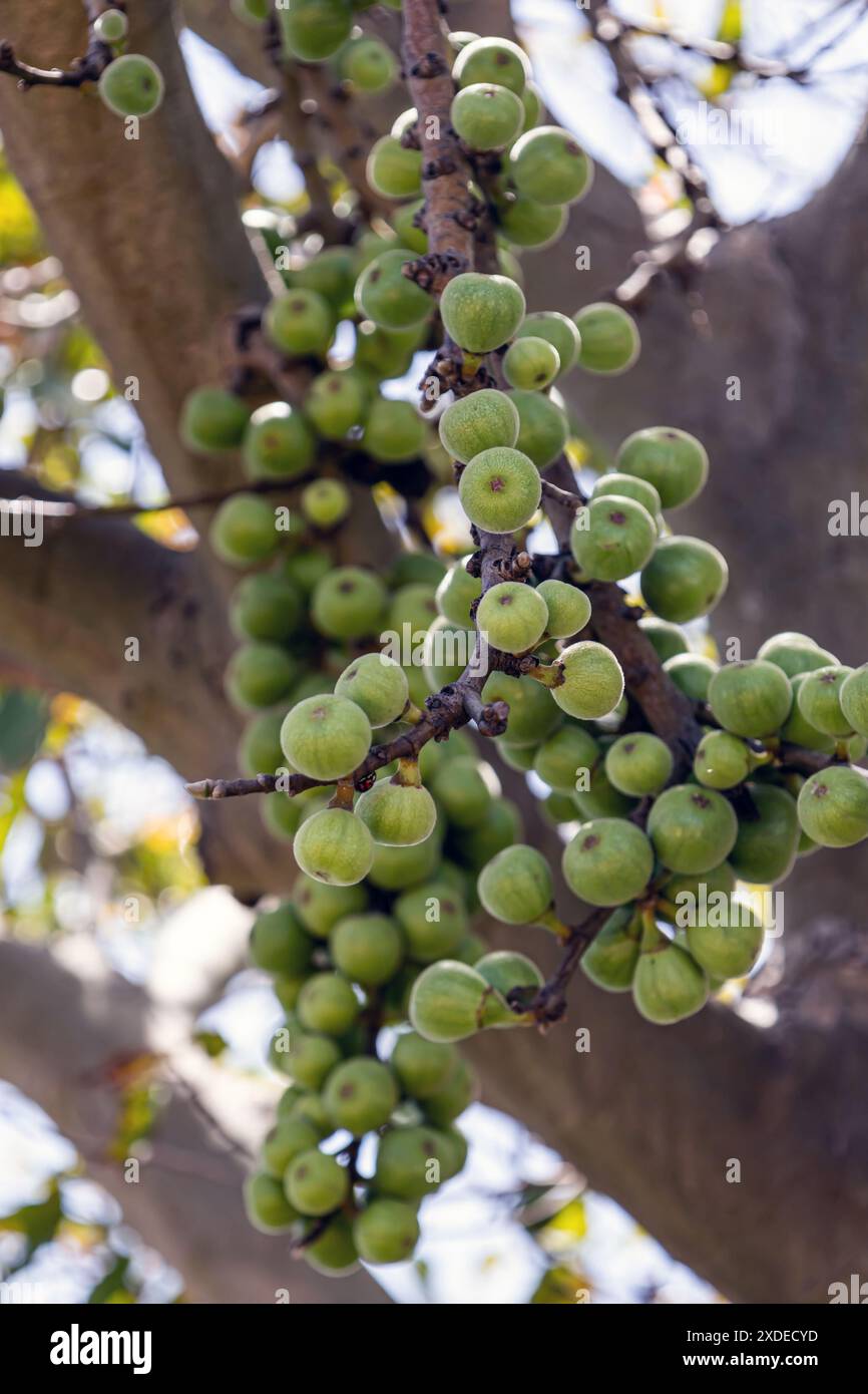 Ficus carica. Green raw figs hanging on fig tree branch. Fruits grow in ...