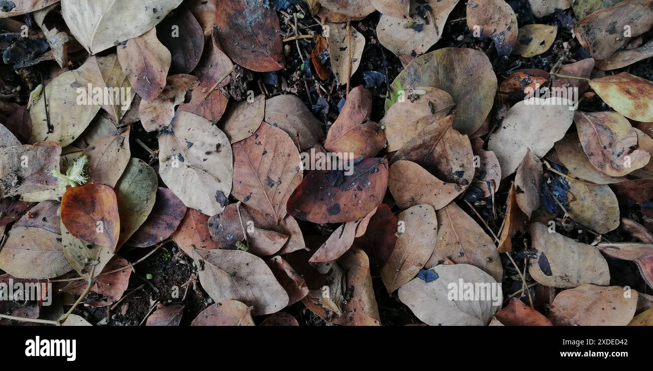 Dry leaf litter or organic waste from fallen leaves on the ground Stock ...