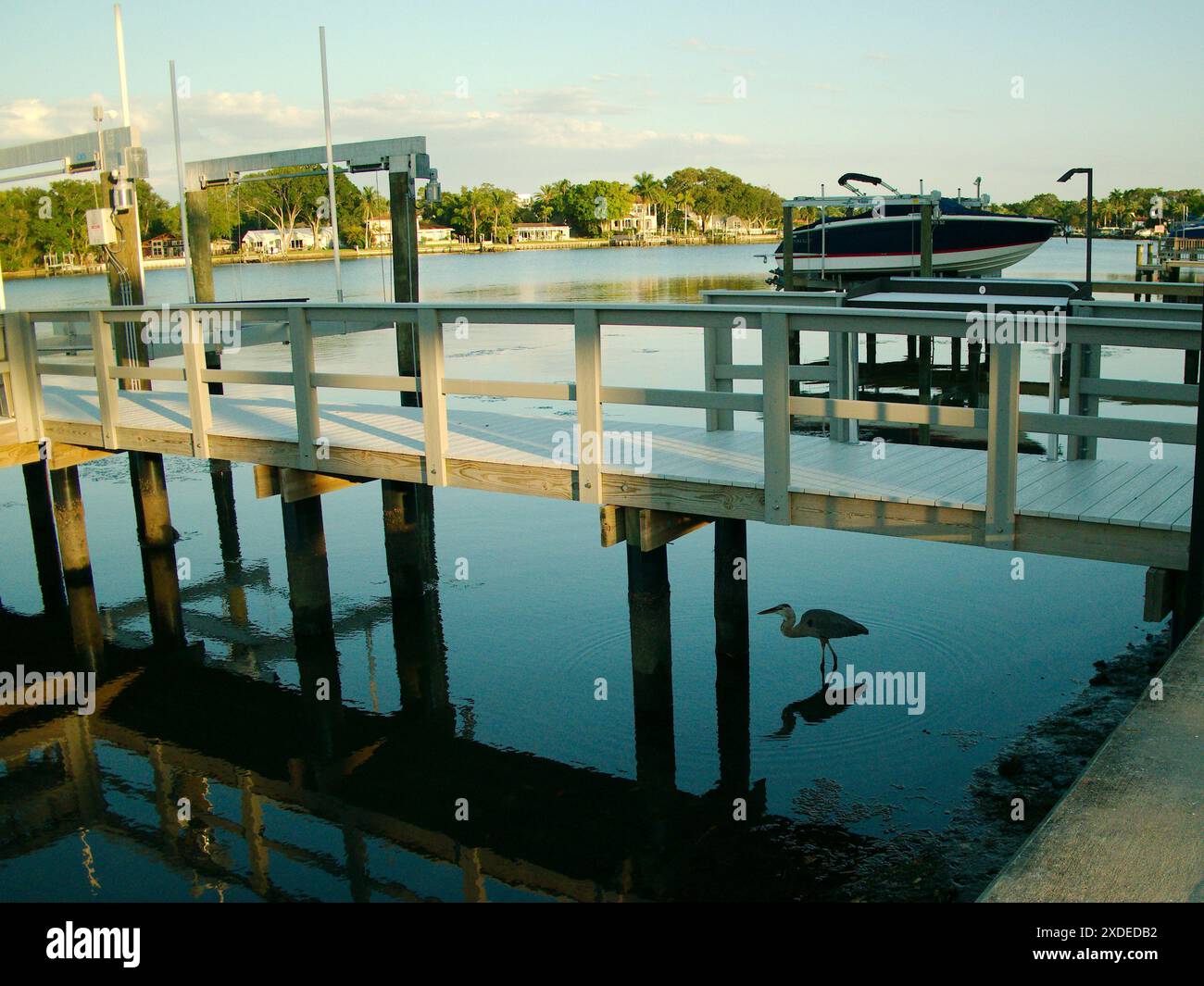 Florida Blue Heron perched underneath a wood dock by water.Looking to ...