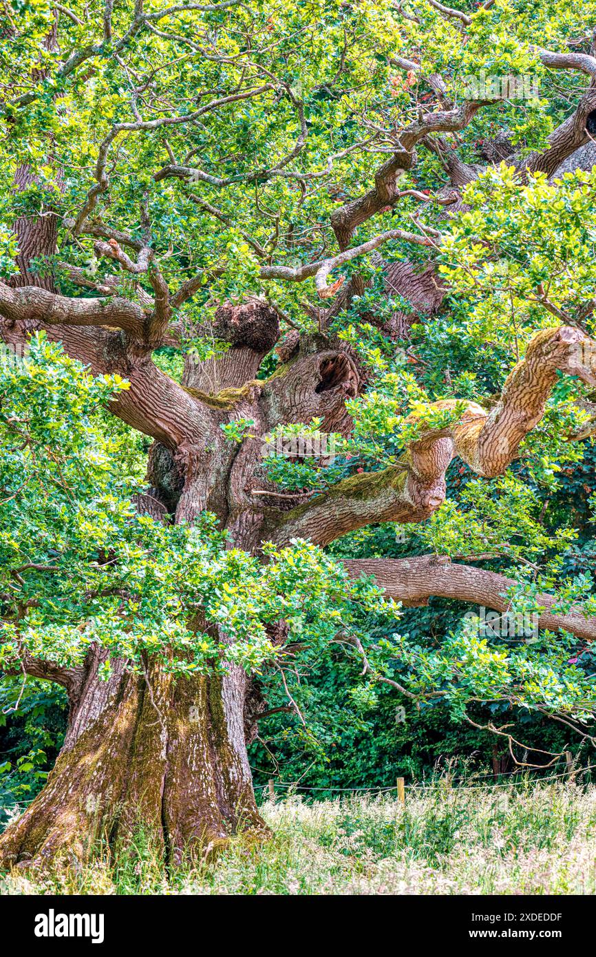 Heart of oak, Quercus robur. Ancient 600-year-old English oak tree ...