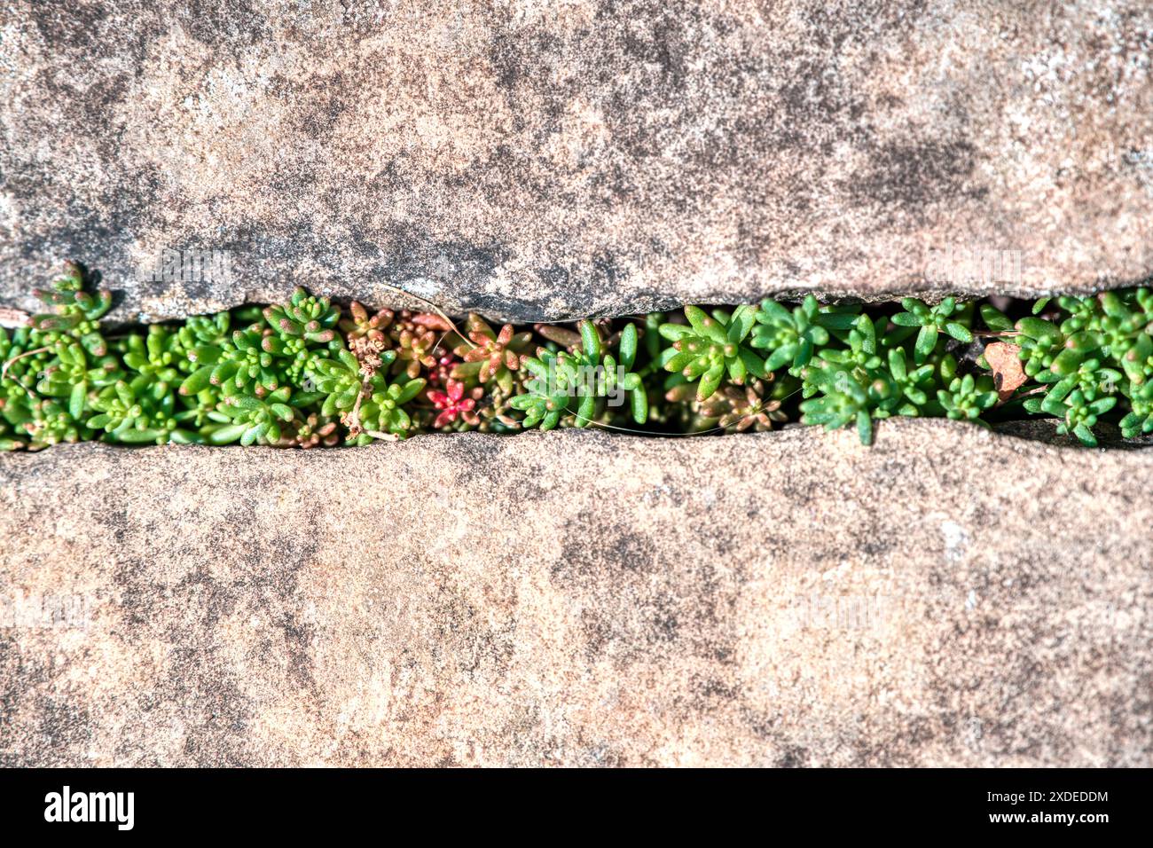Between the cracks. Plants growing in a gap between paving stones ...