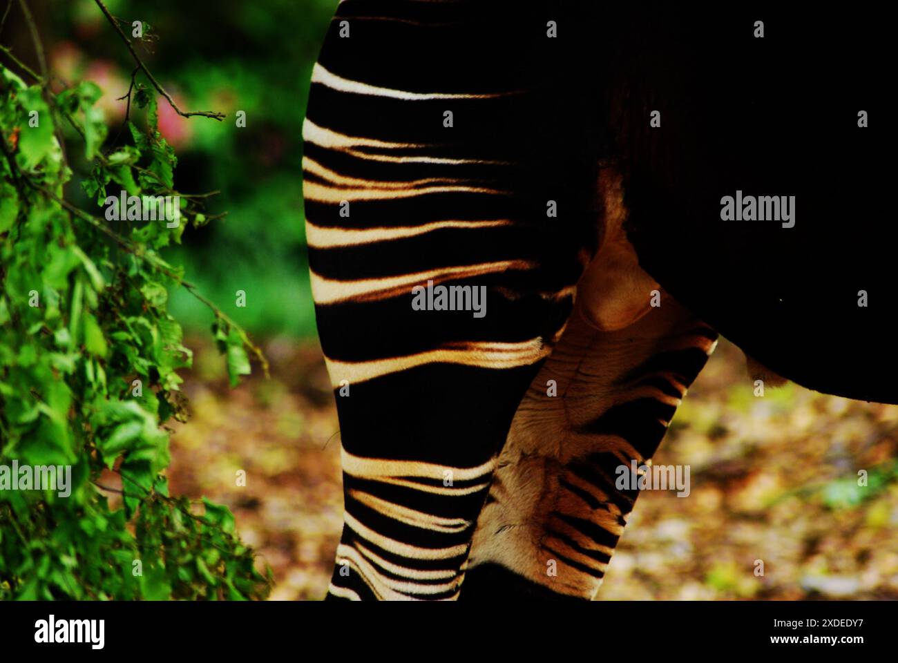 Close up on the hindquarters stripes camouflage of an okapi (Okapia johnstoni), also known as ...