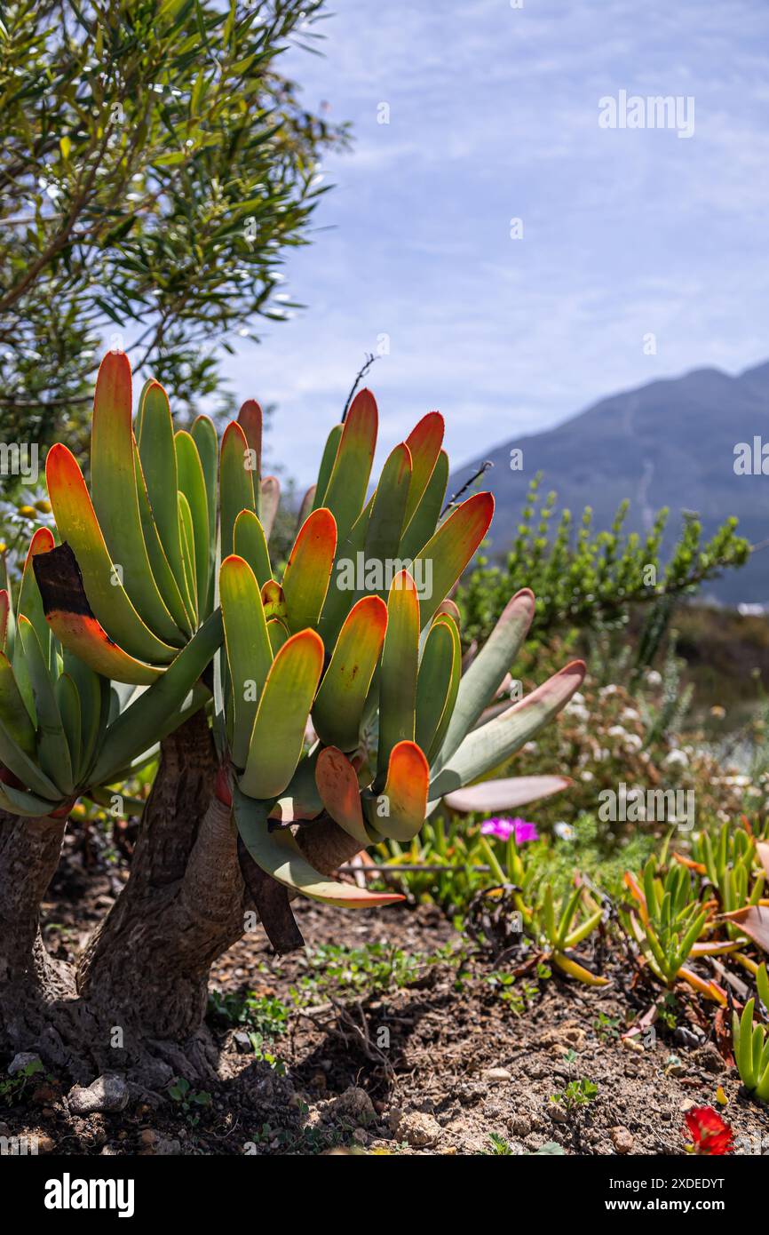 Fan aloe grows in nature. Aloe plicatilis. Shrub with large green ...