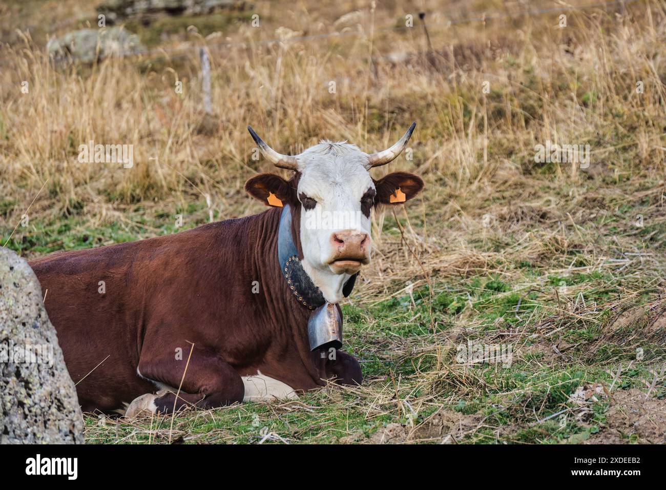 Valdaostan red spotted cow hi-res stock photography and images - Alamy