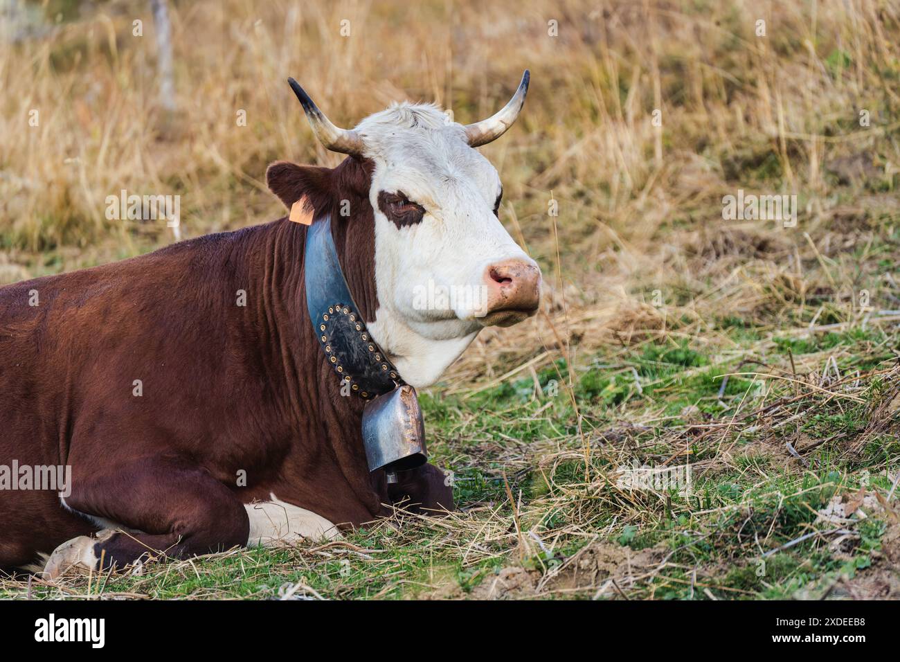 Valdaostan red spotted cow hi-res stock photography and images - Alamy