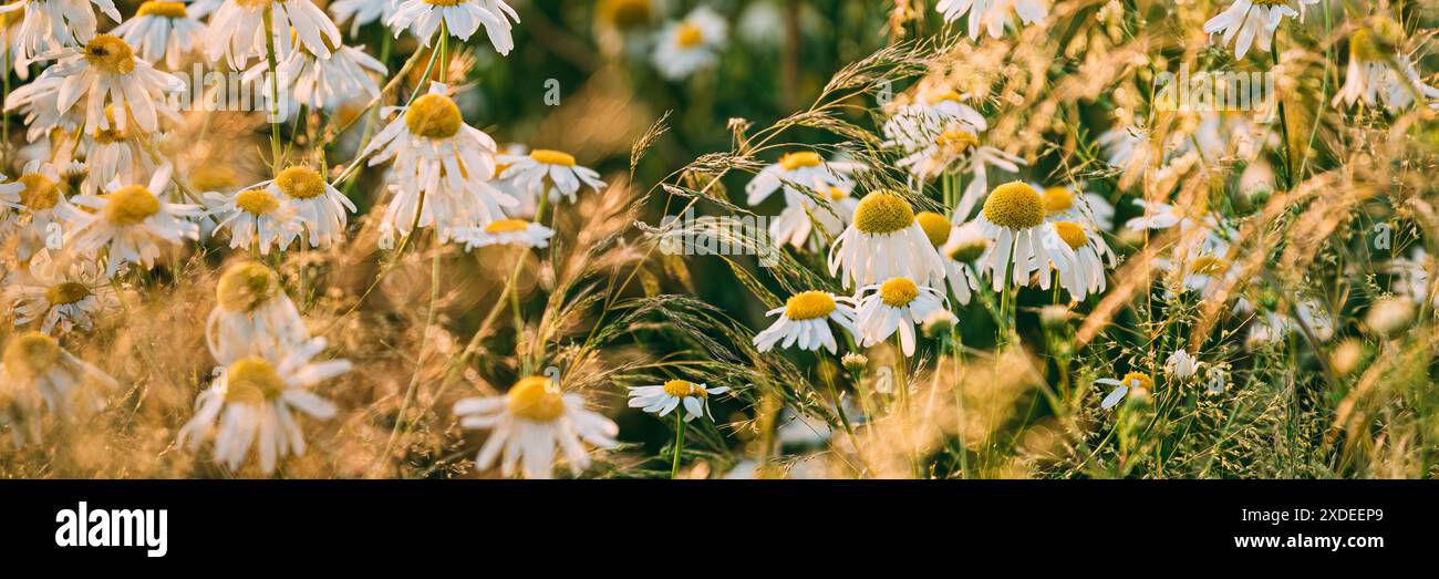 Blooming Wild Flowers Matricaria Chamomilla Or Matricaria Recutita Or ...