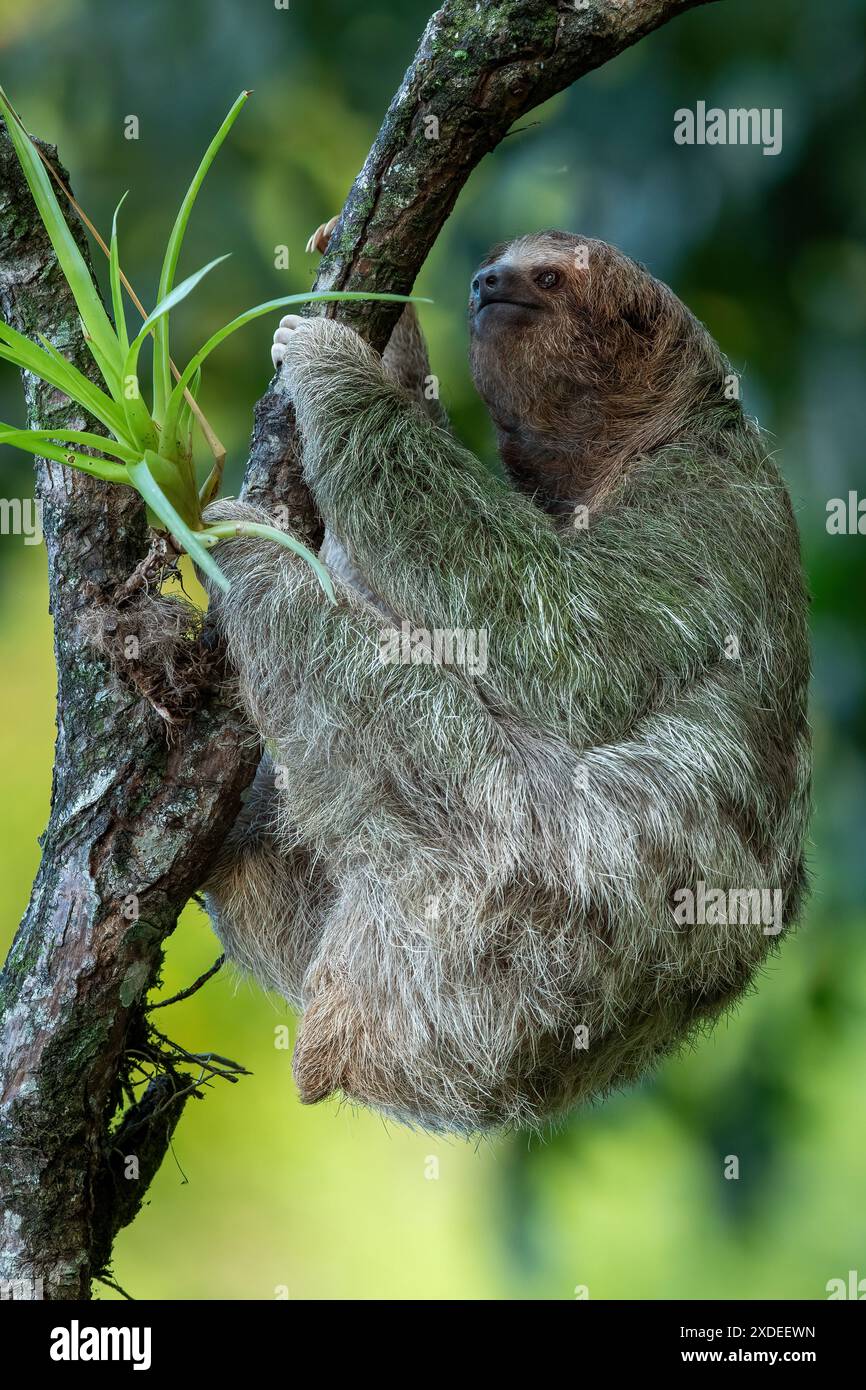 Cute sloth hanging on tree branch with funny face look, perfect ...