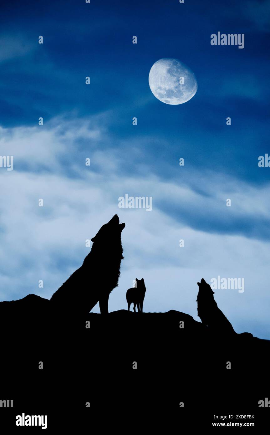 Wolves howling moon hi-res stock photography and images - Alamy