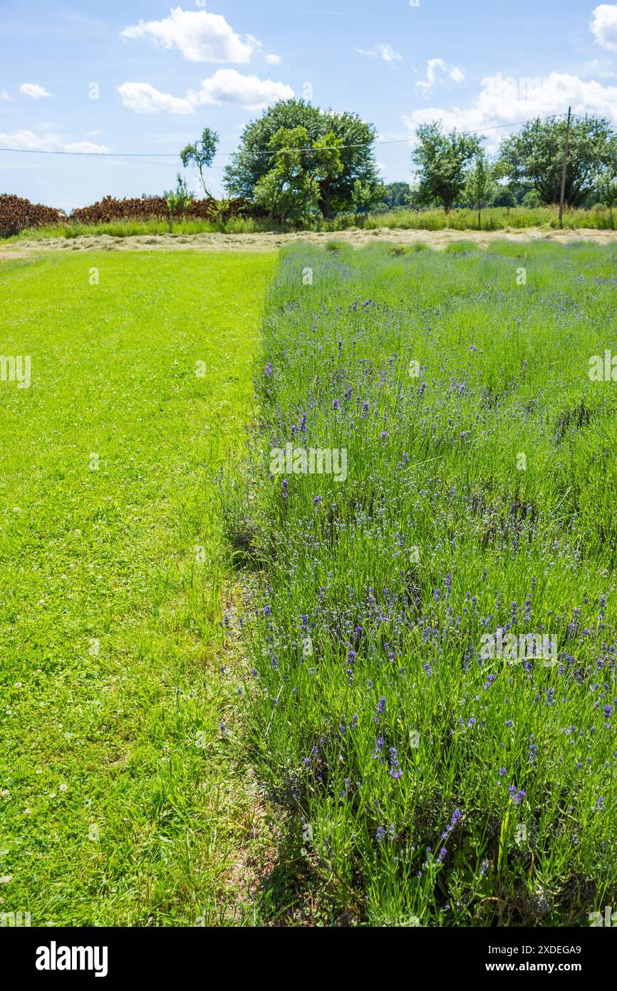 Lavender field rows in Czech Republic at ecofarm. View of a blooming ...