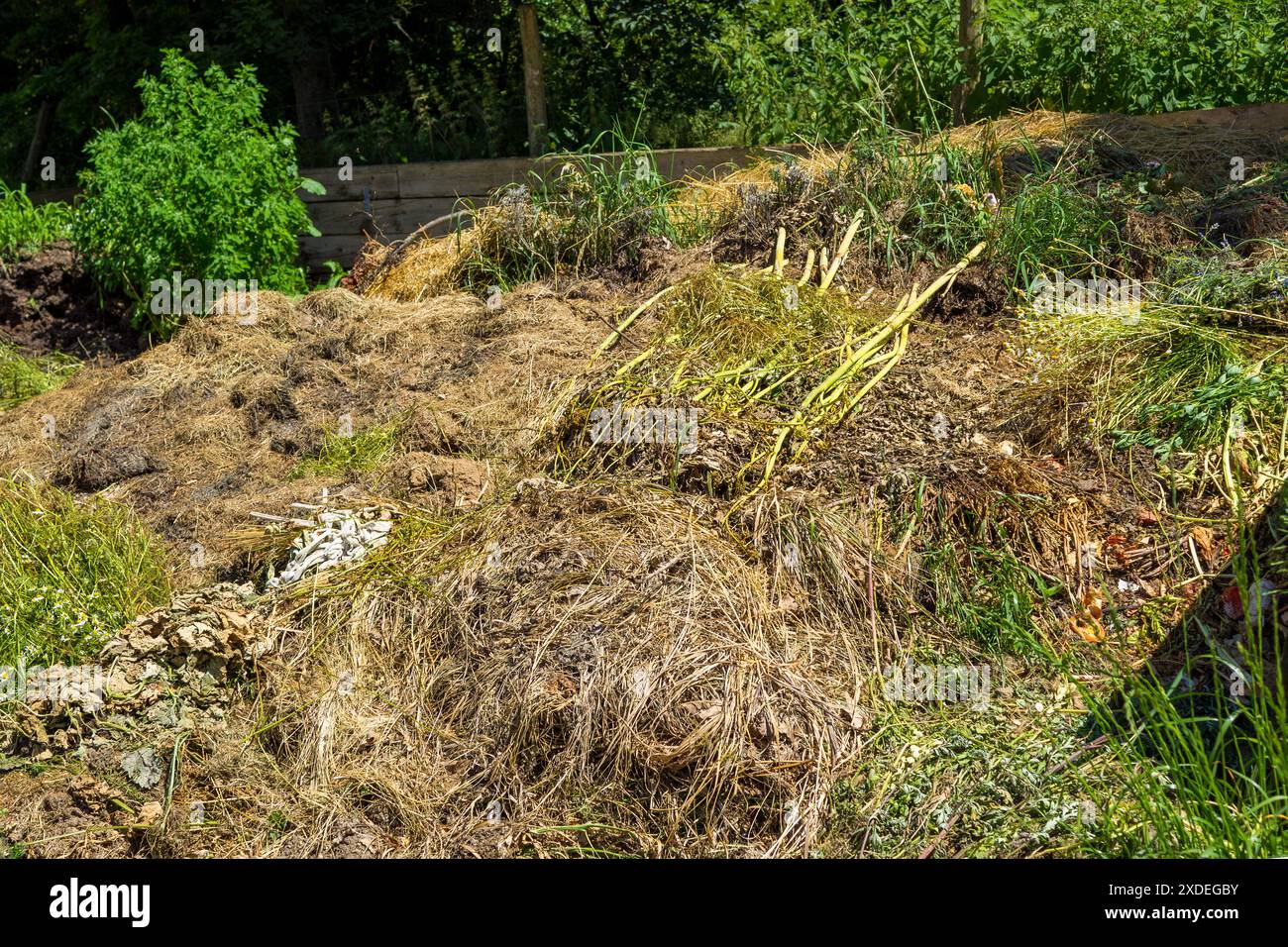Tidying up the garden, a large compost heap of various plants and ...