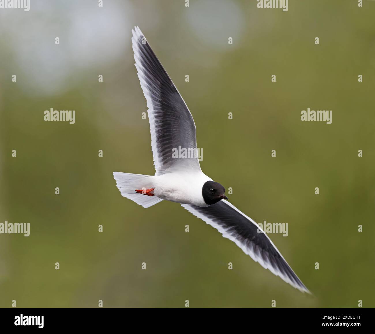 Little gull in flight Stock Photo - Alamy