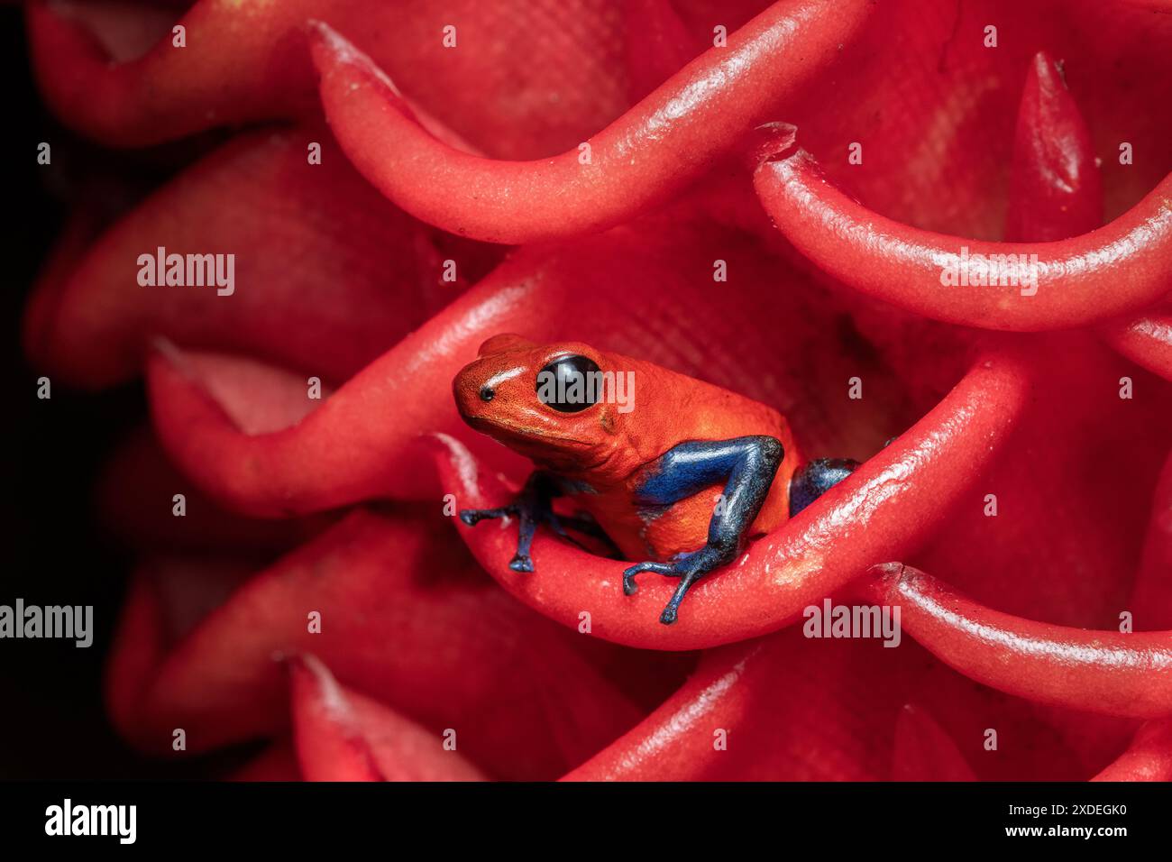 Strawberry poison-dart frog, Oophaga pumilio from the tropical rain ...