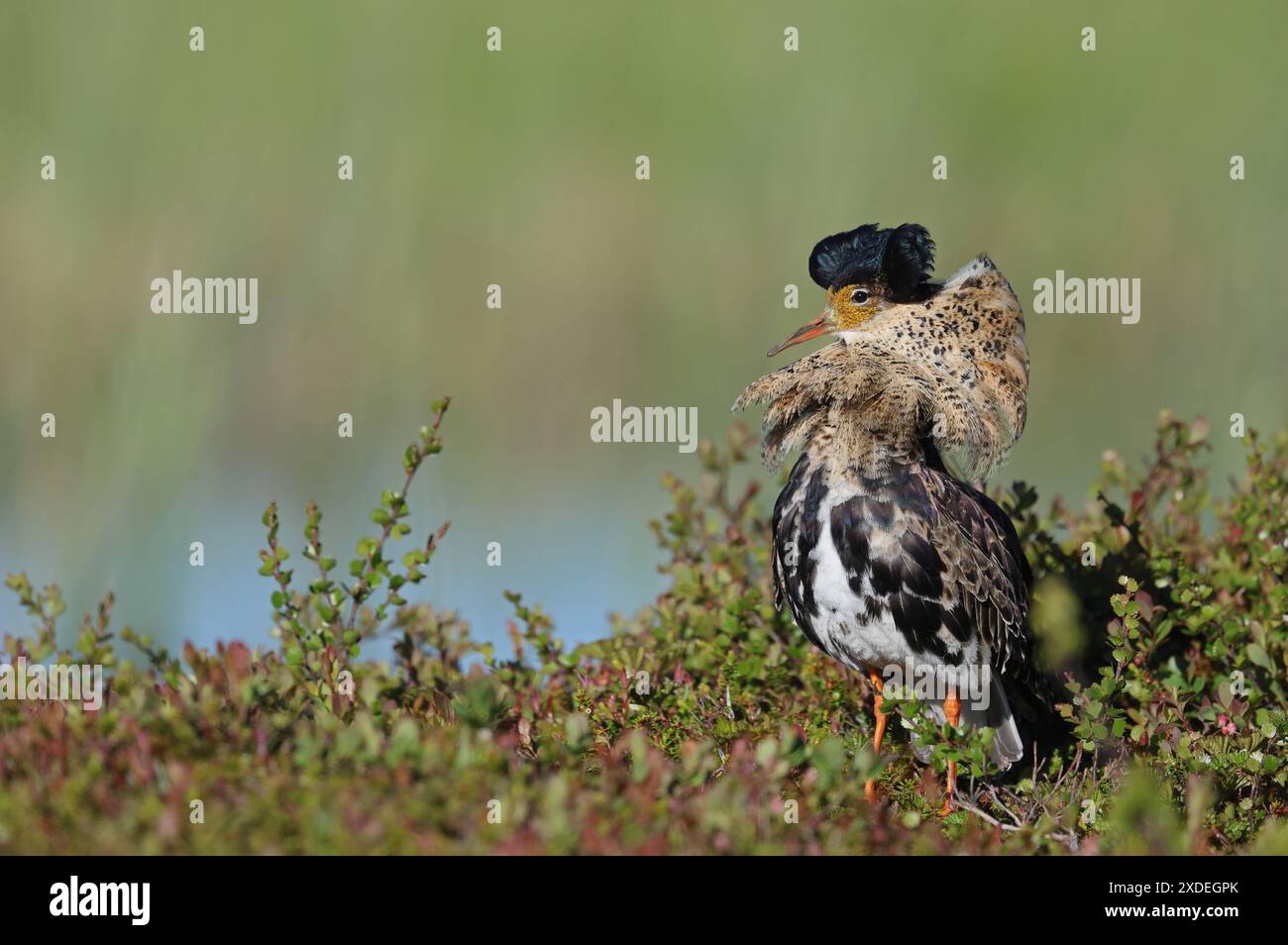 Ruff in breeding plumage hi-res stock photography and images - Alamy
