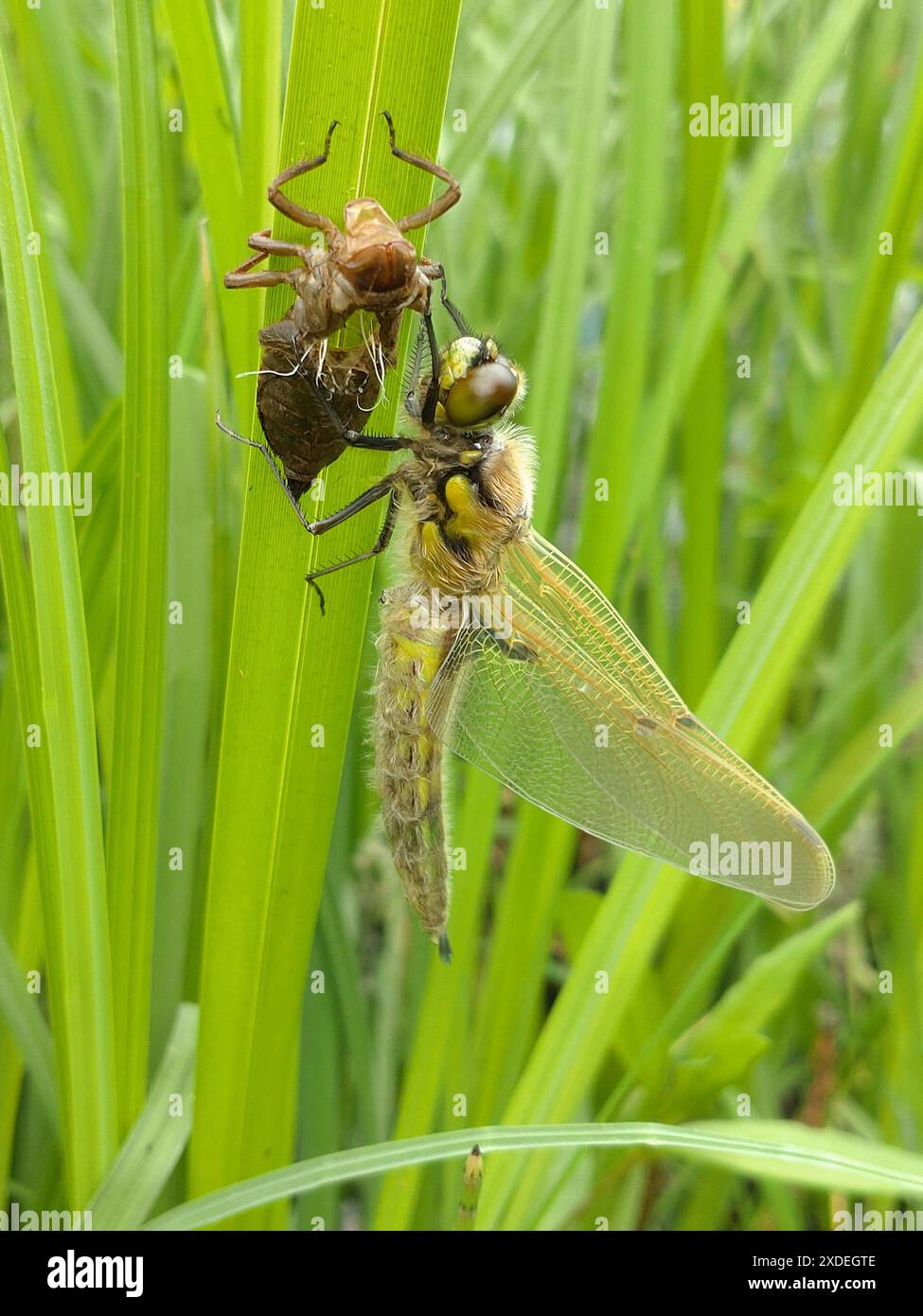 Newly emerged dragonfly Stock Photo - Alamy