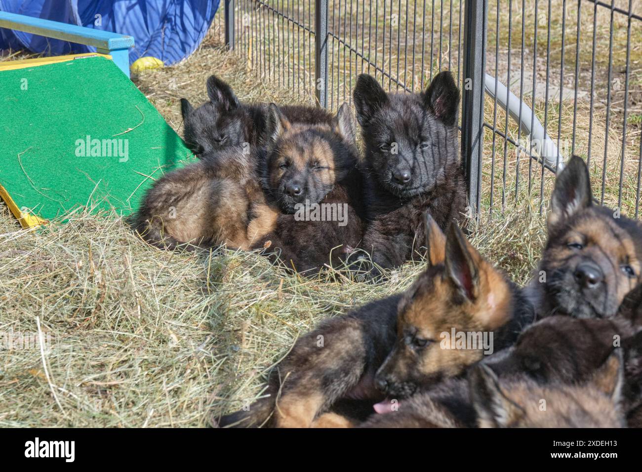 Beautiful German Shepherd puppies playing in their enclosure on a sunny ...