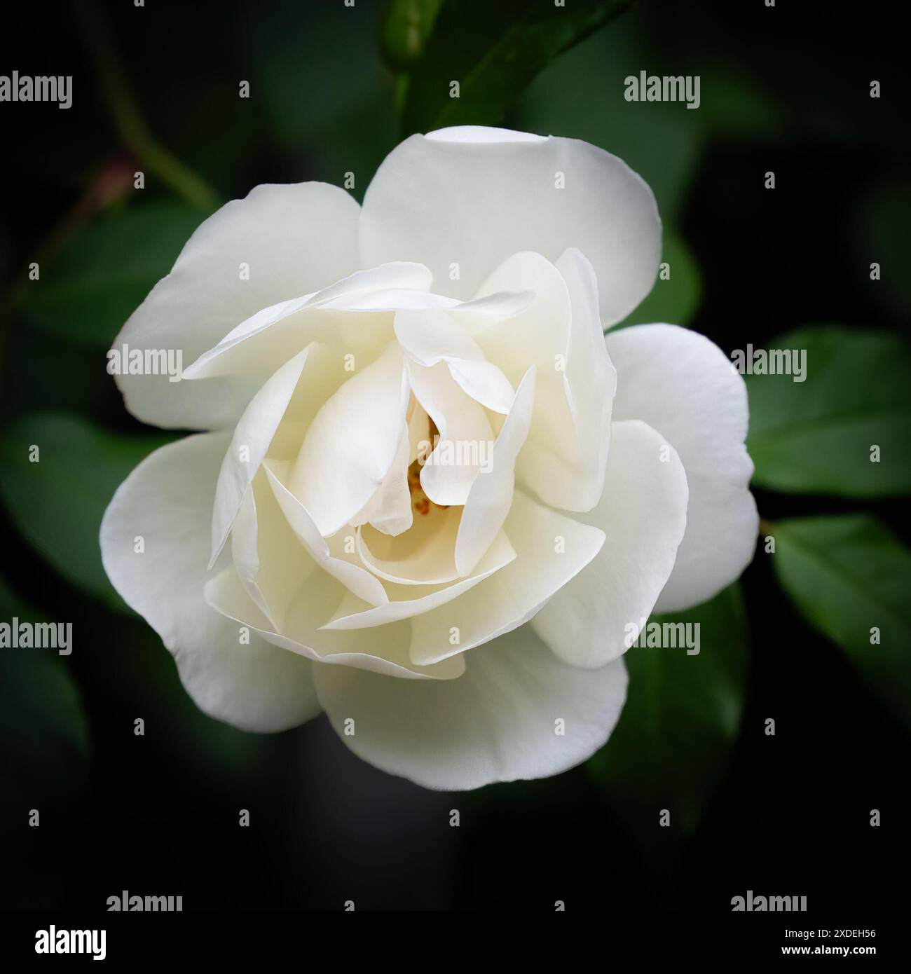 A close up, high contrast image of a white rose, its petals opened in a ...