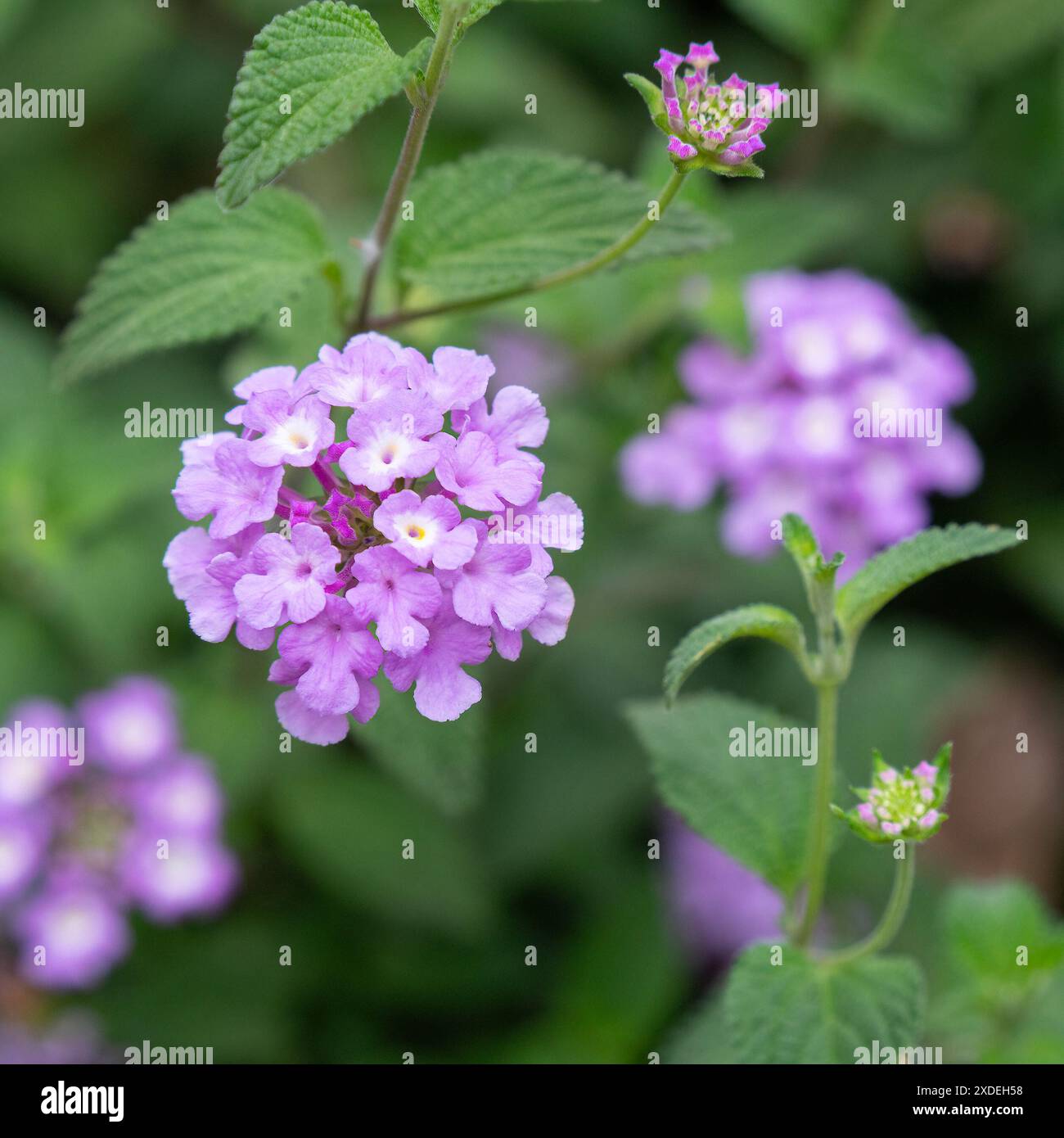Purple lantana hi-res stock photography and images - Alamy