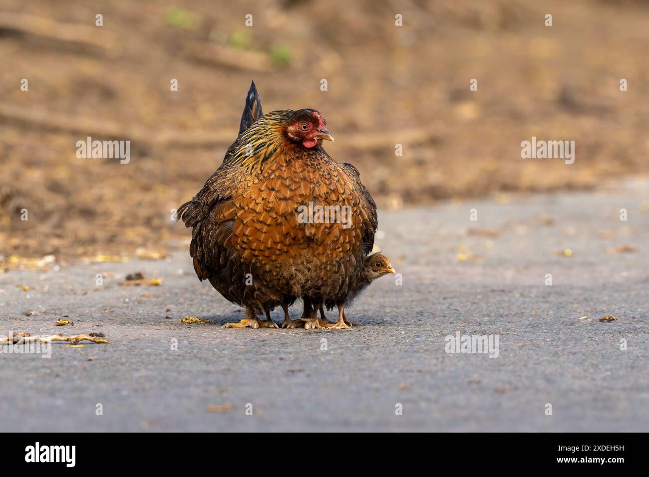 Hen with her chicks-Gallus gallus domesticus Stock Photo - Alamy