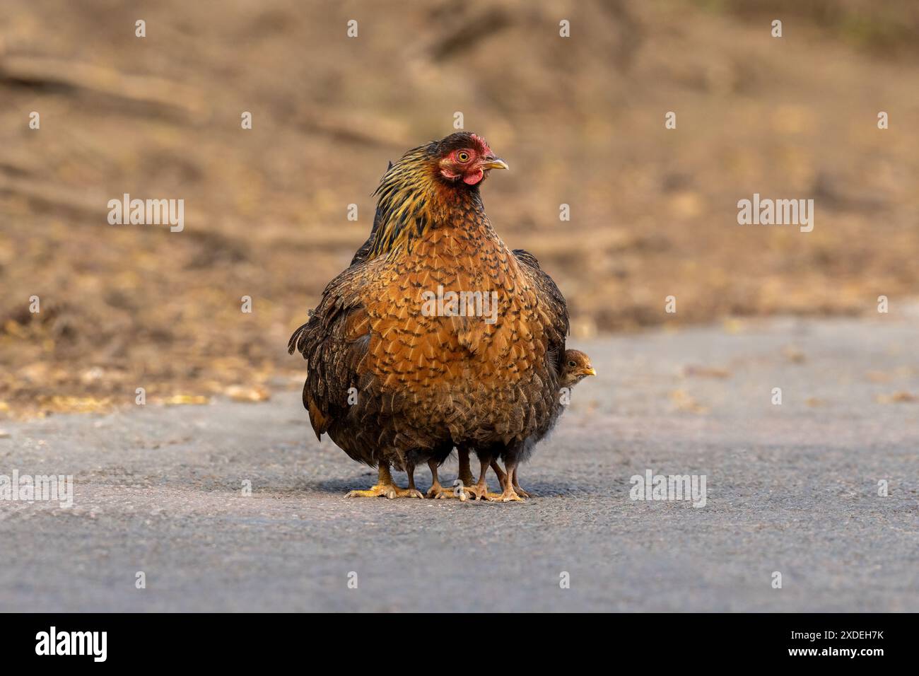 Hen with her chicks-Gallus gallus domesticus Stock Photo - Alamy