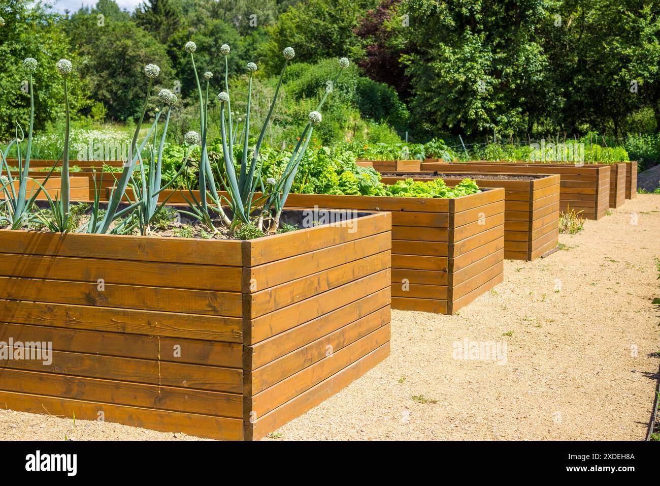 Vegetable garden with raised beds in the backyard with cabbage and ...