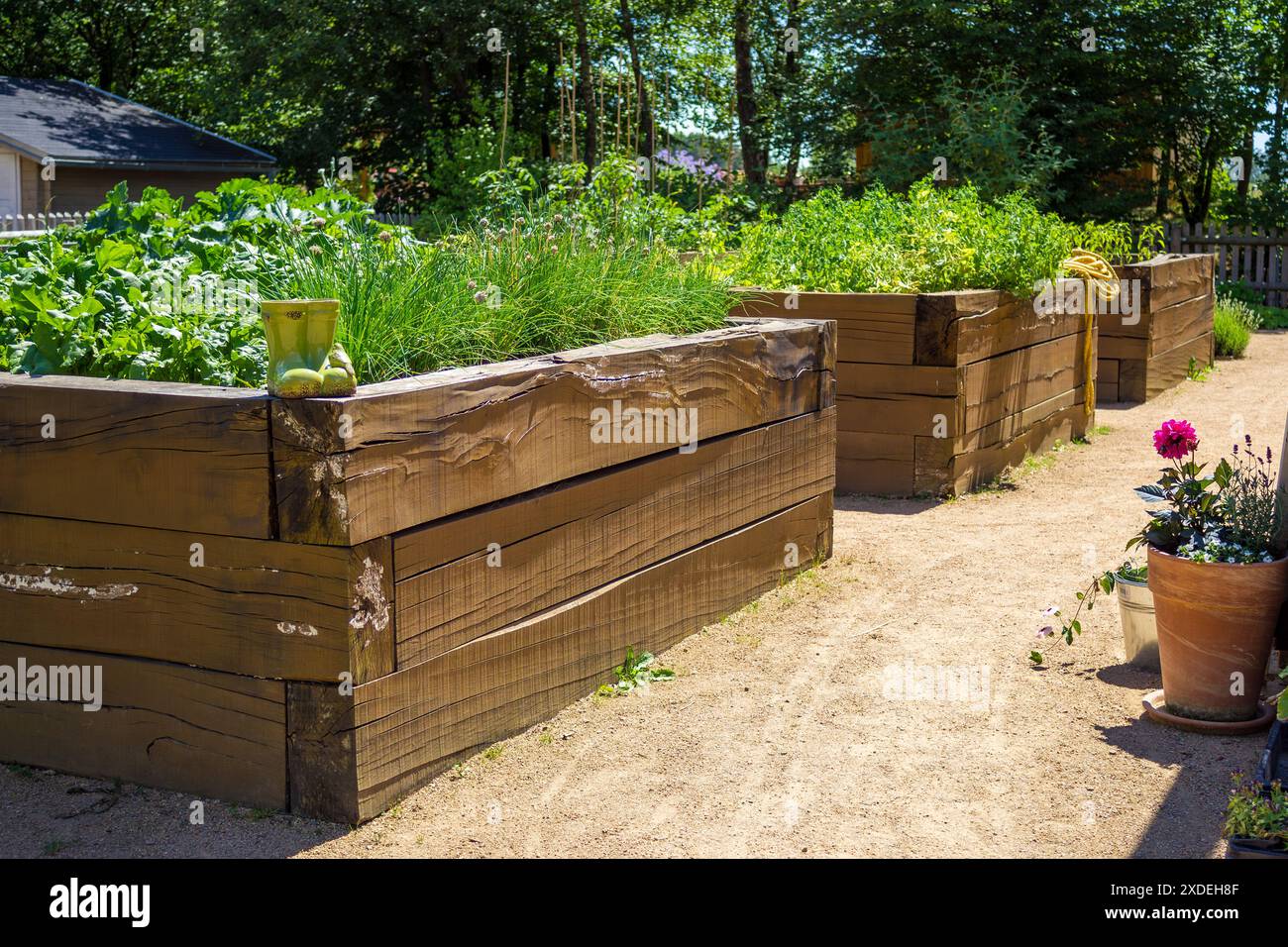 Vegetable garden with raised beds in the backyard with cabbage and ...
