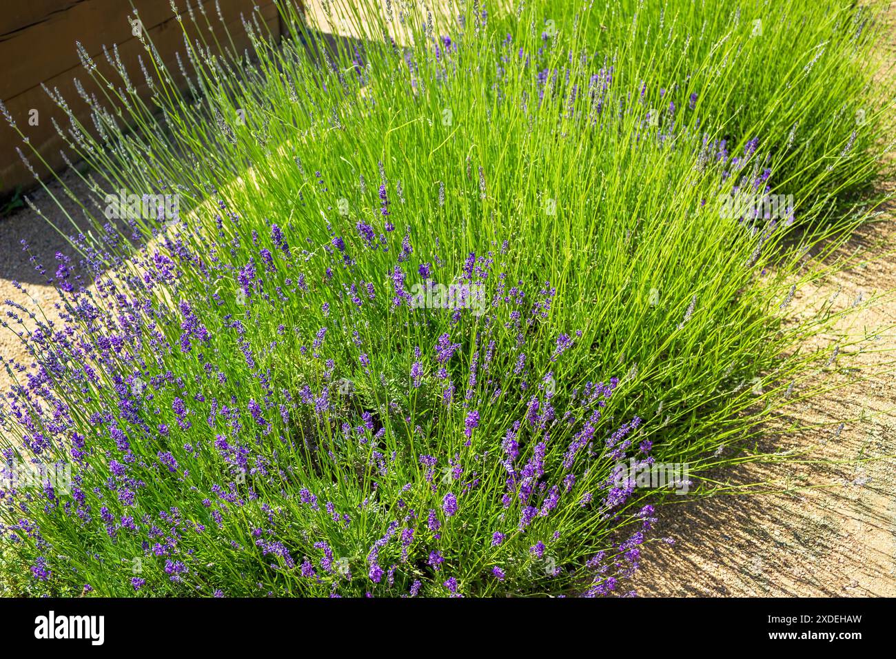 Lavender field rows in Czech Republic at ecofarm. View of a blooming ...