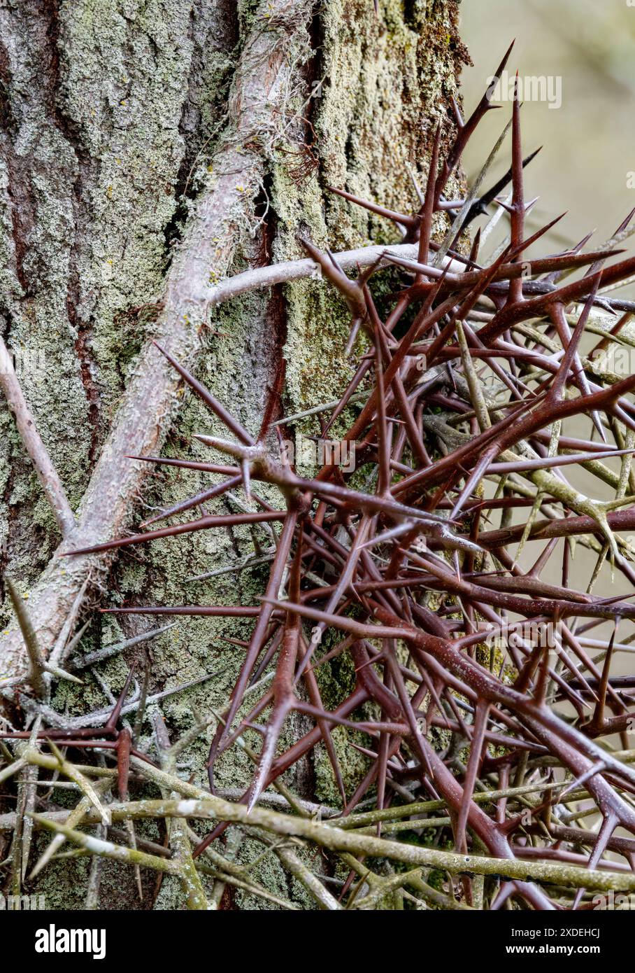 A honey Locust (Gleditsia triacanthos) tree shows off its protective ...