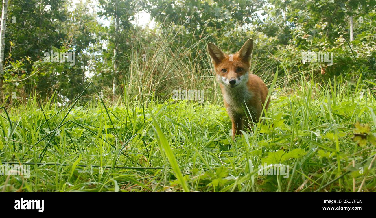 Red fox eating mouse hi-res stock photography and images - Alamy