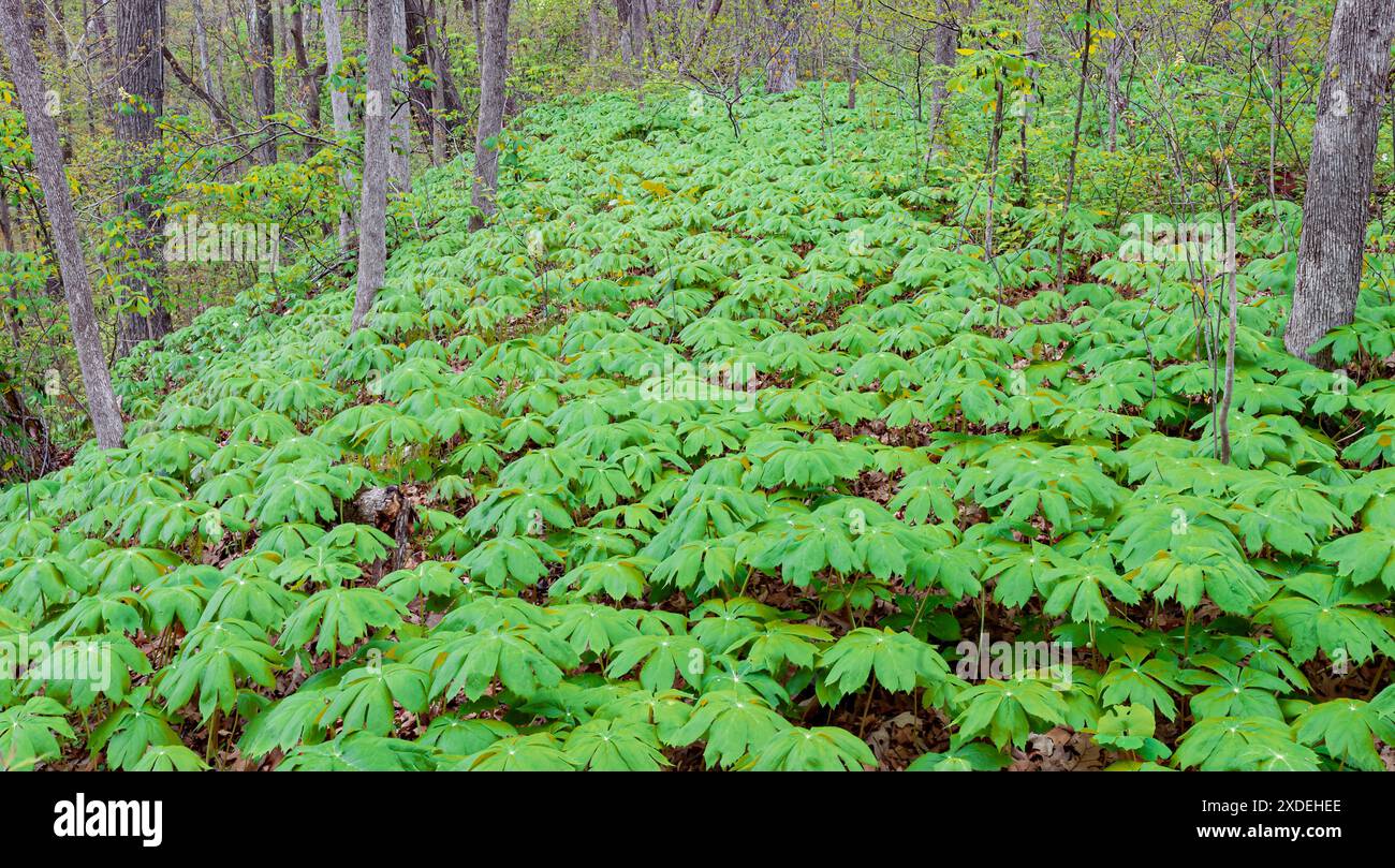 A panoramic shows how the Mayapple plant can cover the forest floor ...