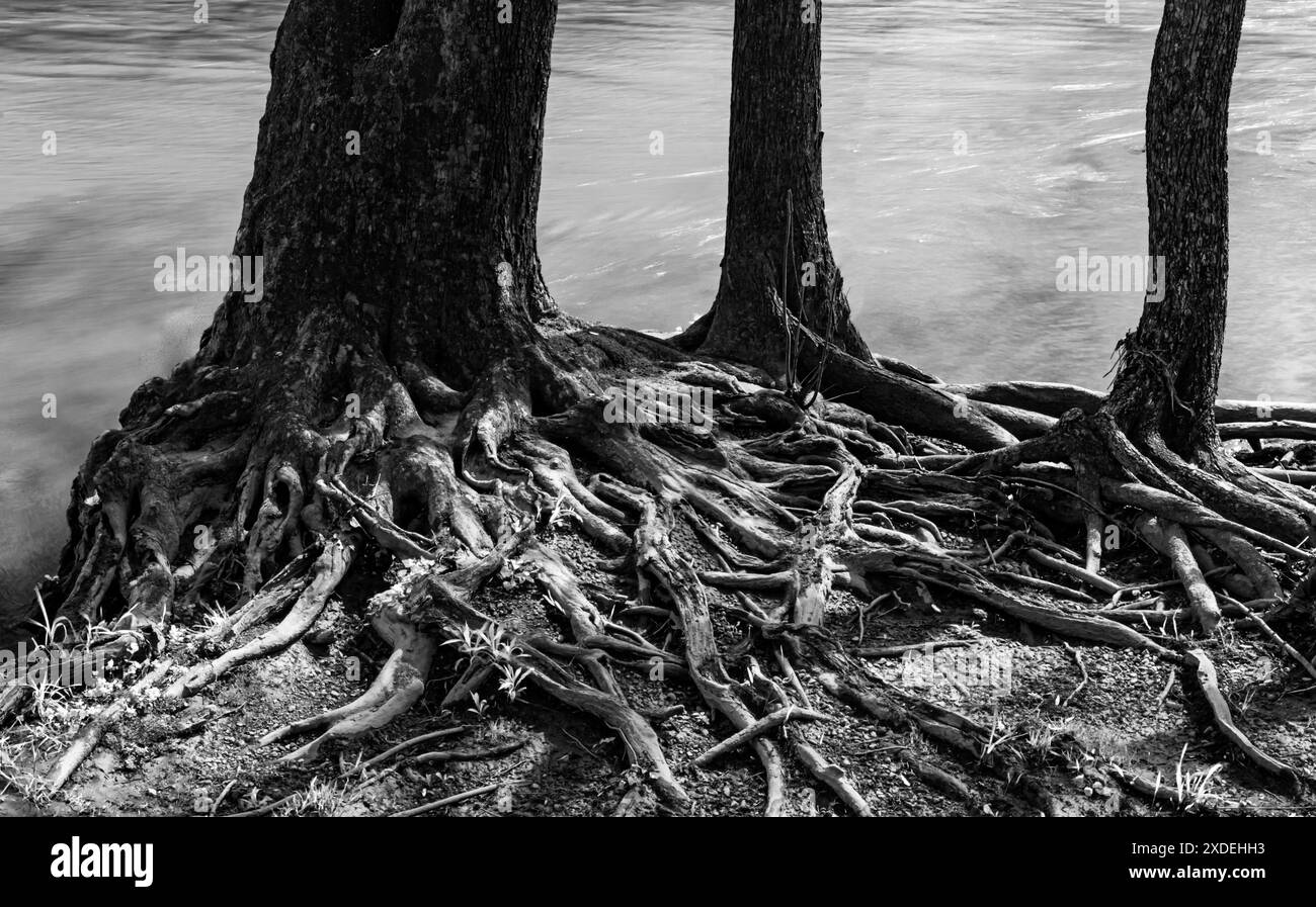 Roots of a tree are washed of earth with periodic oveflows of the ...