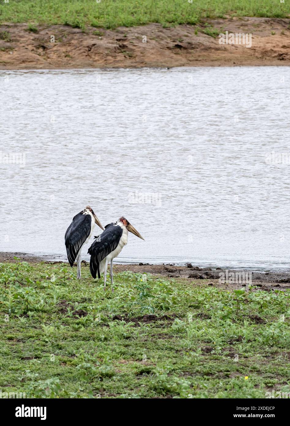 Two African marabou birds, South Africa, Kruger National Park. Exotic ...