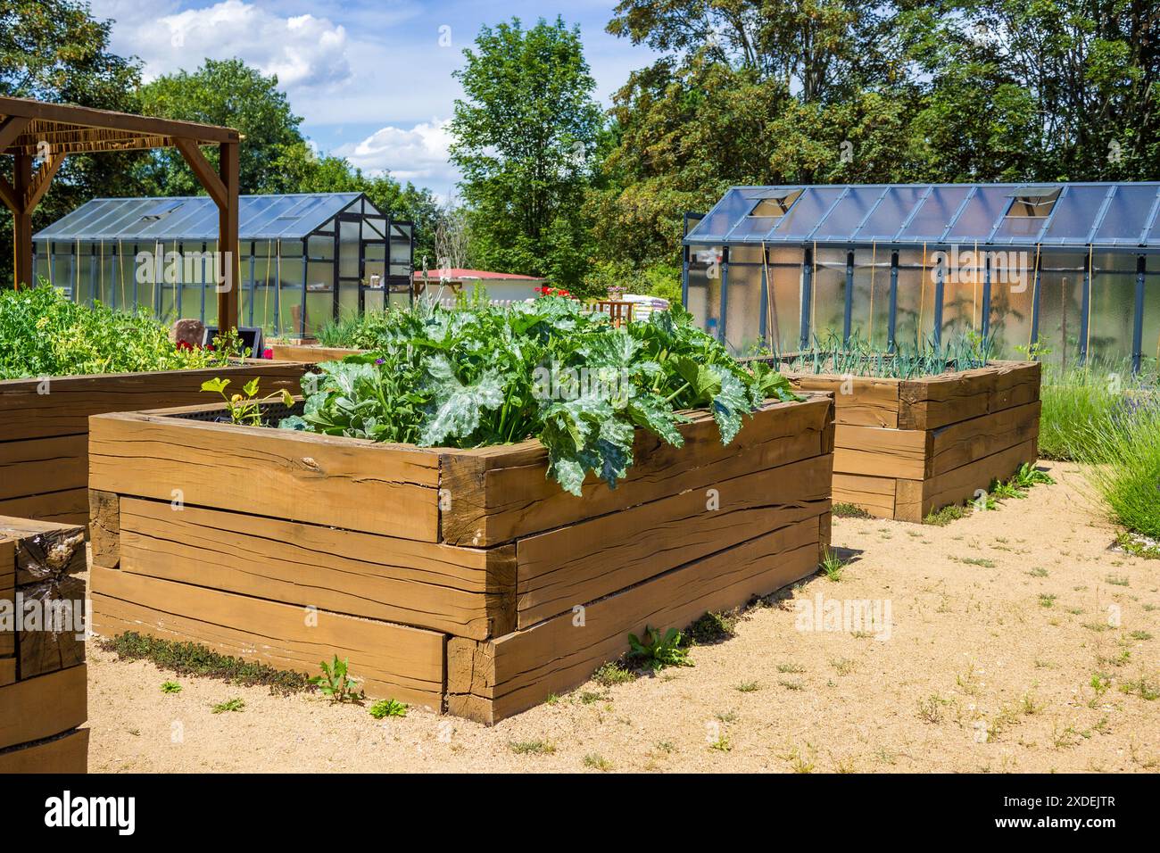 Vegetable garden with raised beds in the backyard with cabbage and ...