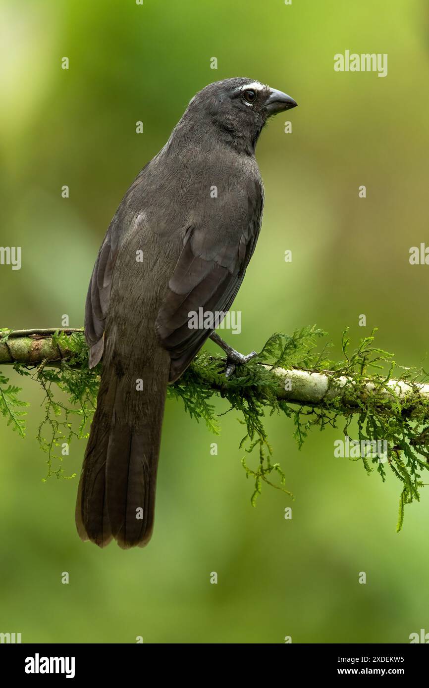 Grayish plumage hi-res stock photography and images - Alamy